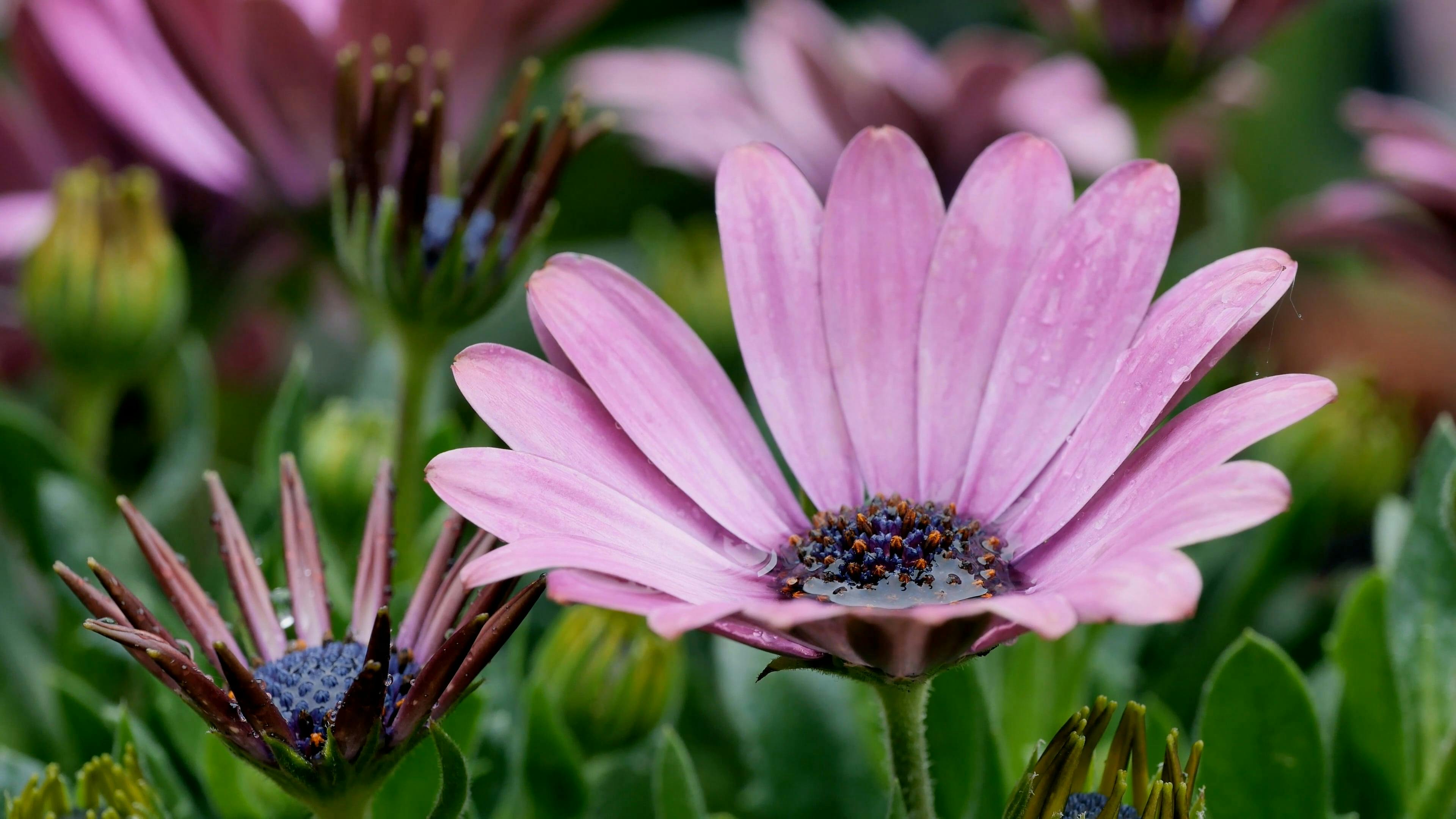 Pink Rain Videos, Download The BEST Free 4k Stock Video Footage & Pink ...