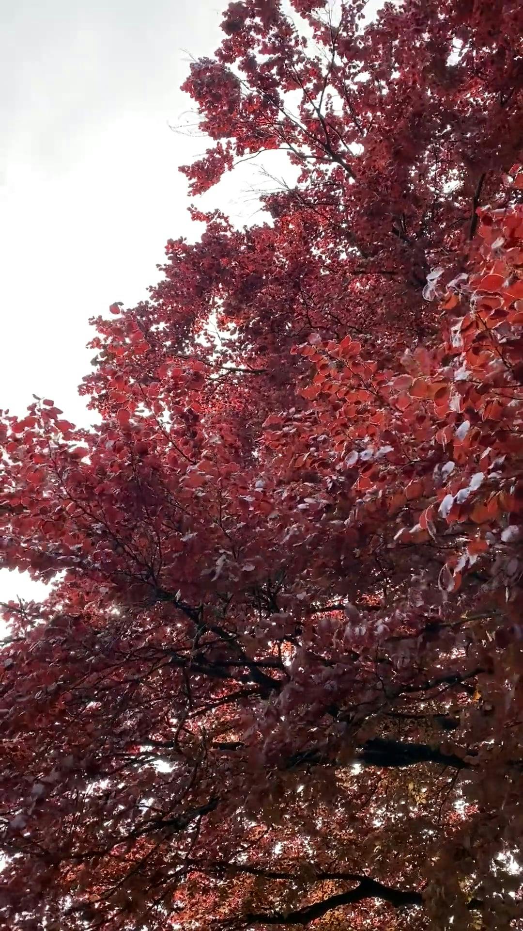 Vivid Autumn Red Maple Leaves in Fall Forest Free Stock Video Footage ...