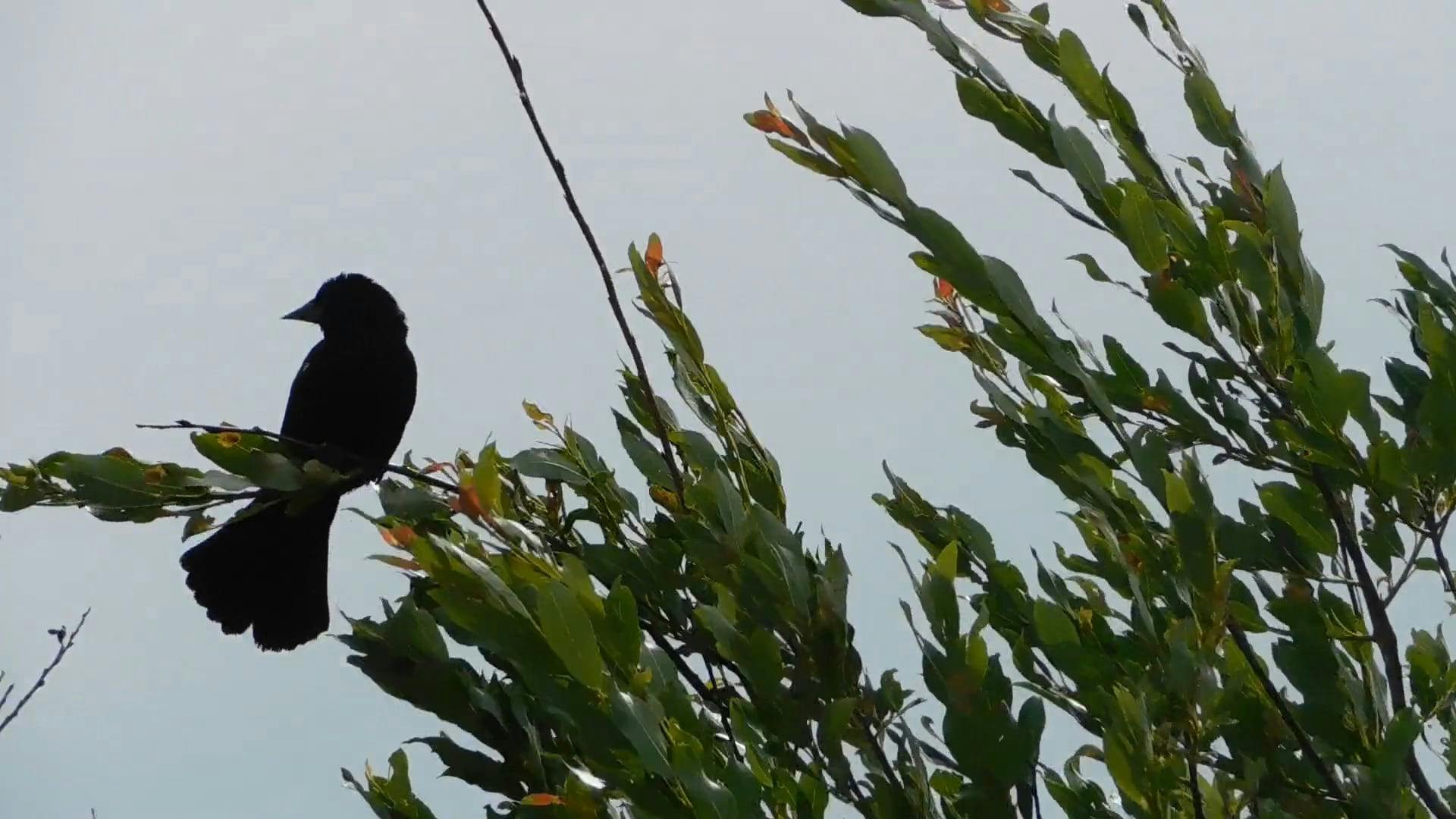 Video Of Bird Perched on A Tree · Free Stock Video