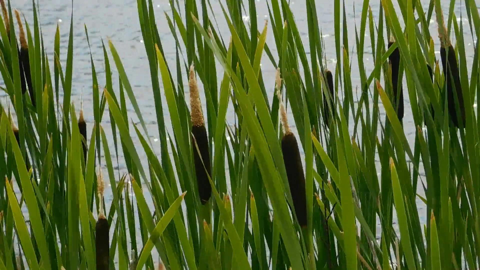 A River Flowing Free Stock Video Footage, Royalty-Free 4K & HD Video Clip