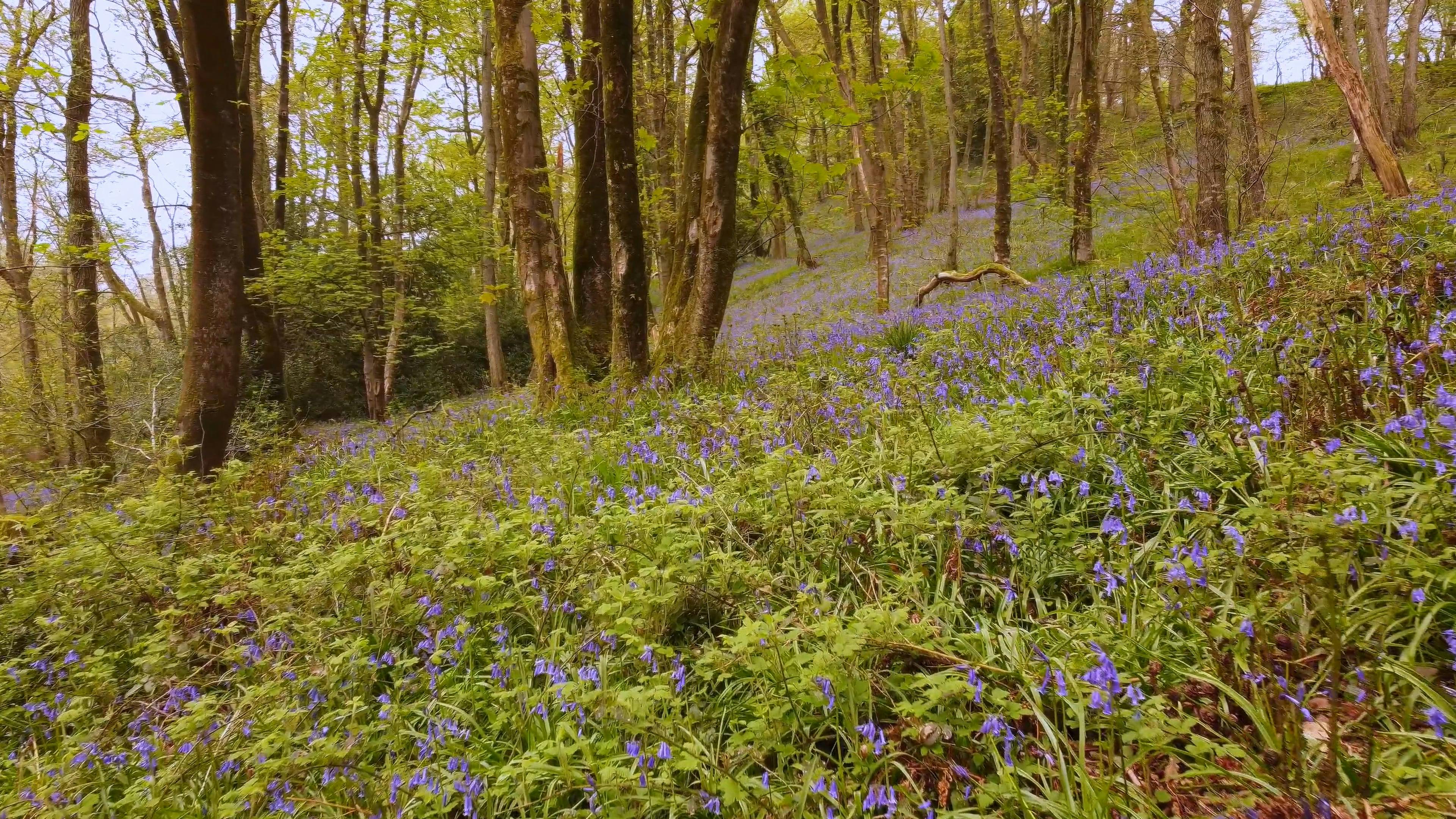 Flowers Blooming in Forest Free Stock Video Footage, Royalty-Free 4K ...