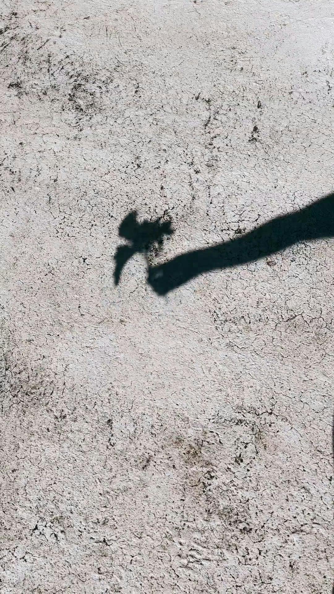 Shadow of Hand Holding Flower Free Stock Video Footage, Royalty-Free 4K ...