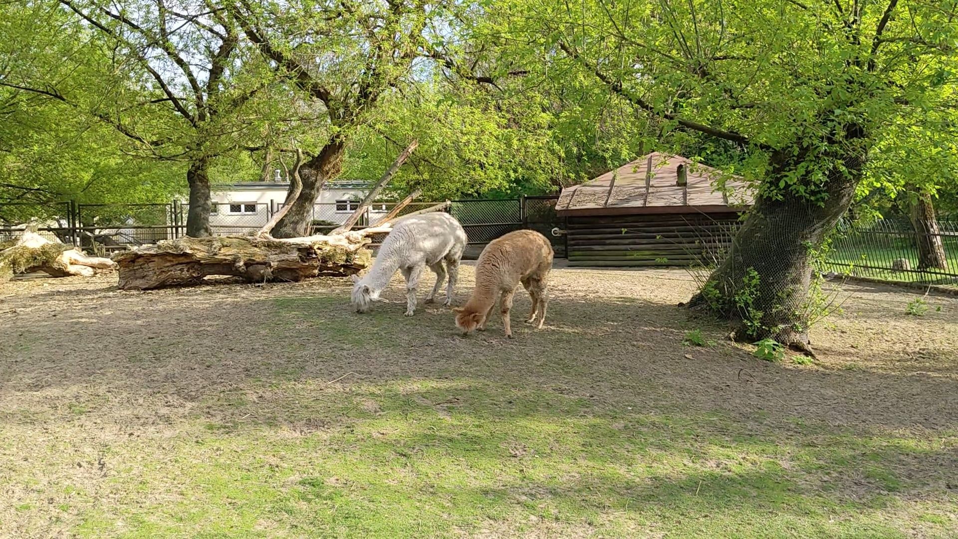 Two Alpacas Grazing in a Zoo Enclosure Free Stock Video Footage ...