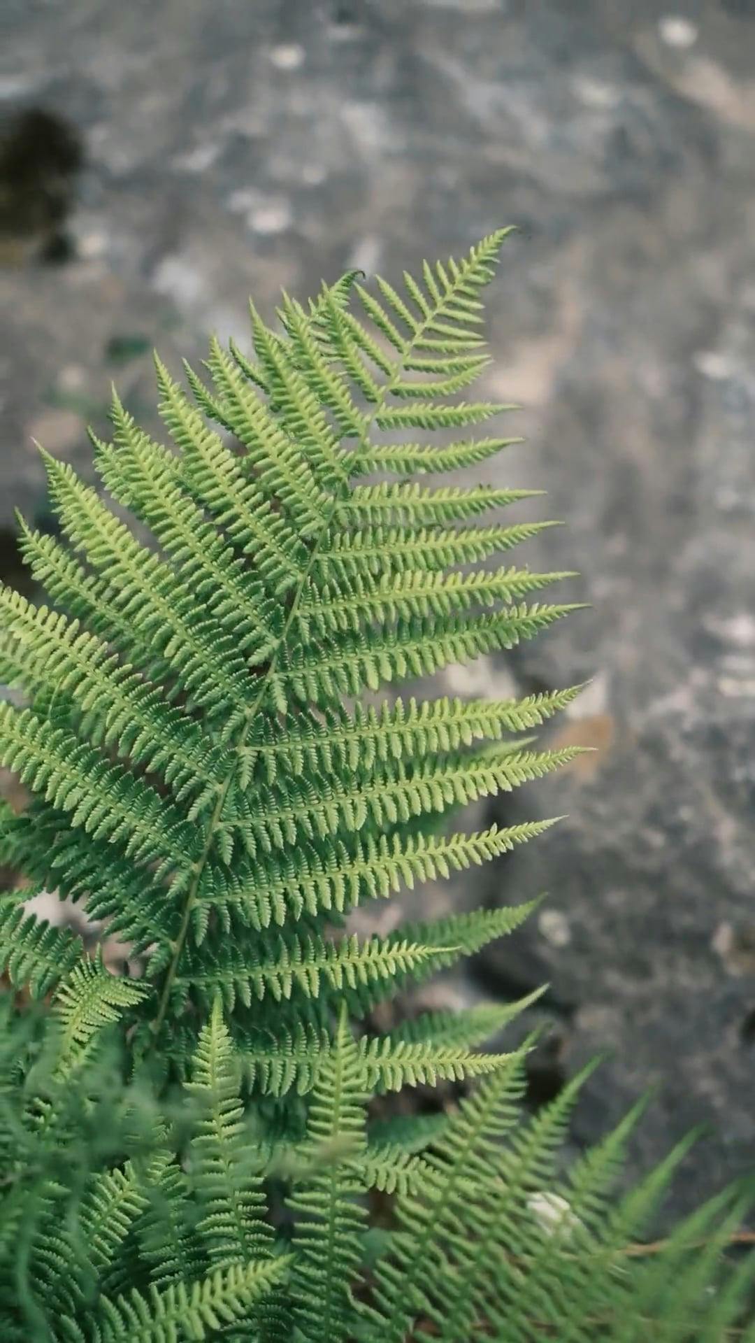 Fern Plants Free Stock Video Footage, Royalty-Free 4K & HD Video Clip