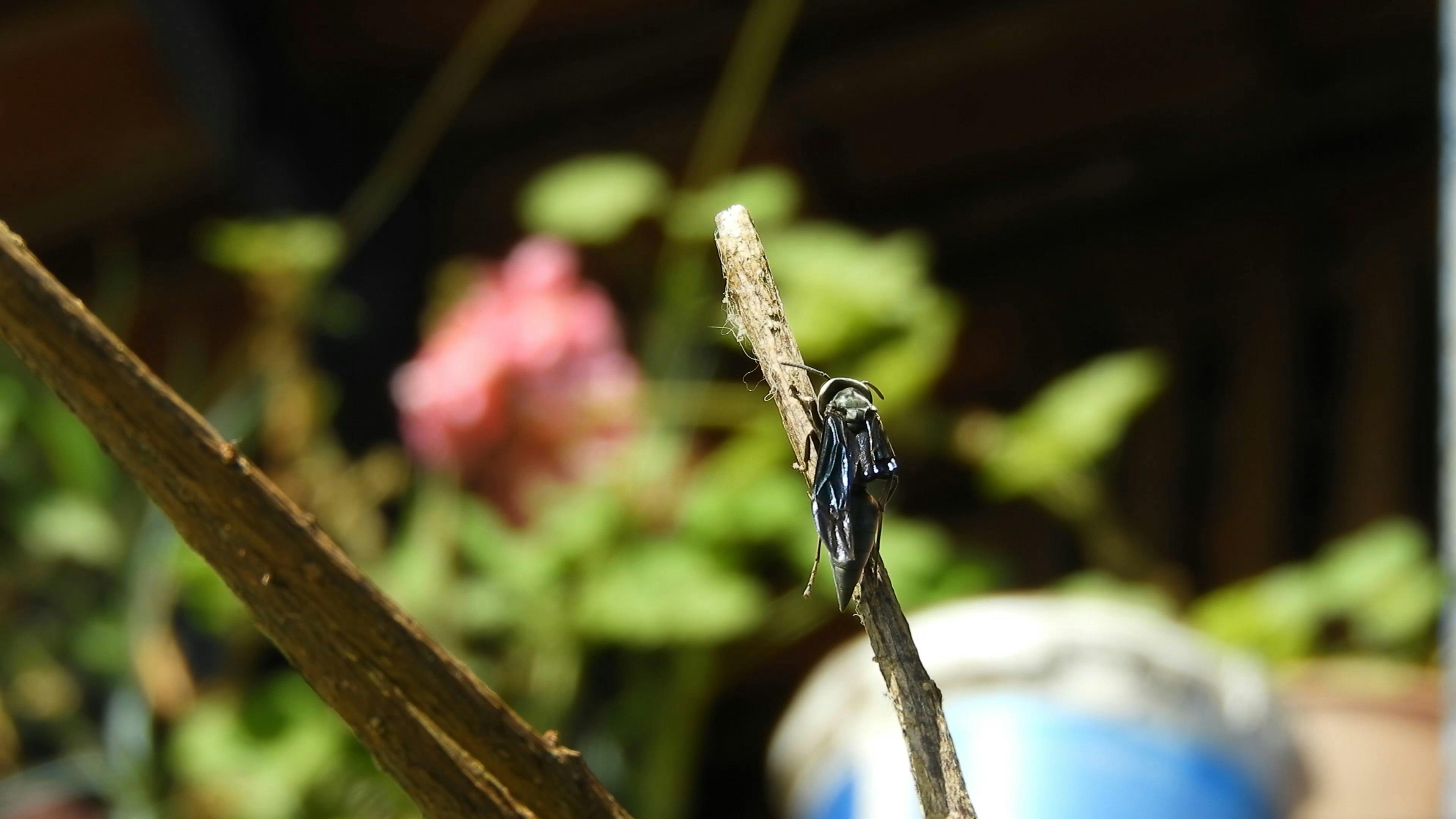 Insects Fighting on Branch Free Stock Video Footage, Royalty-Free 4K ...