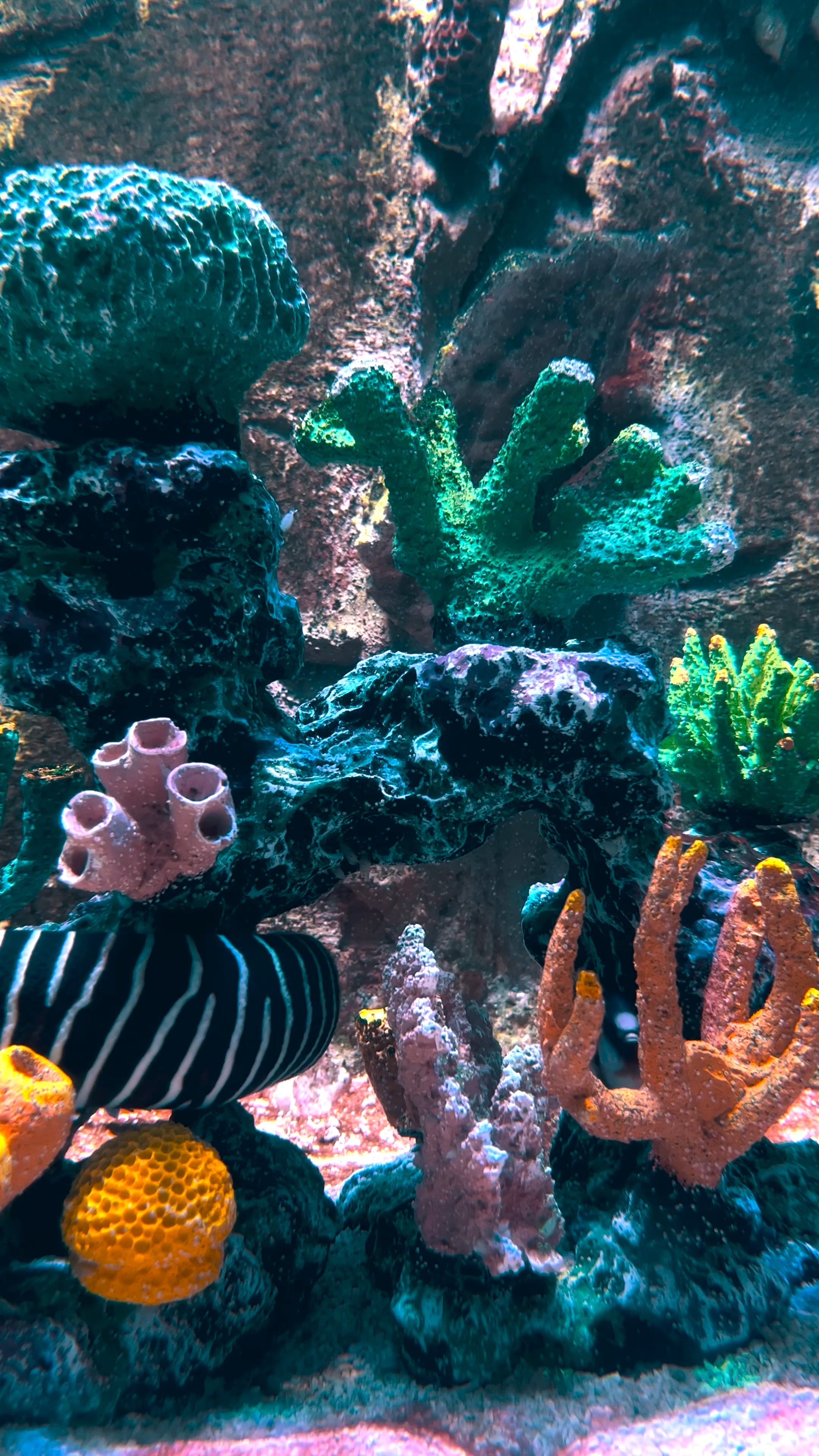 Aquamarine Life Inside An aquarium Free Stock Video Footage, Royalty ...
