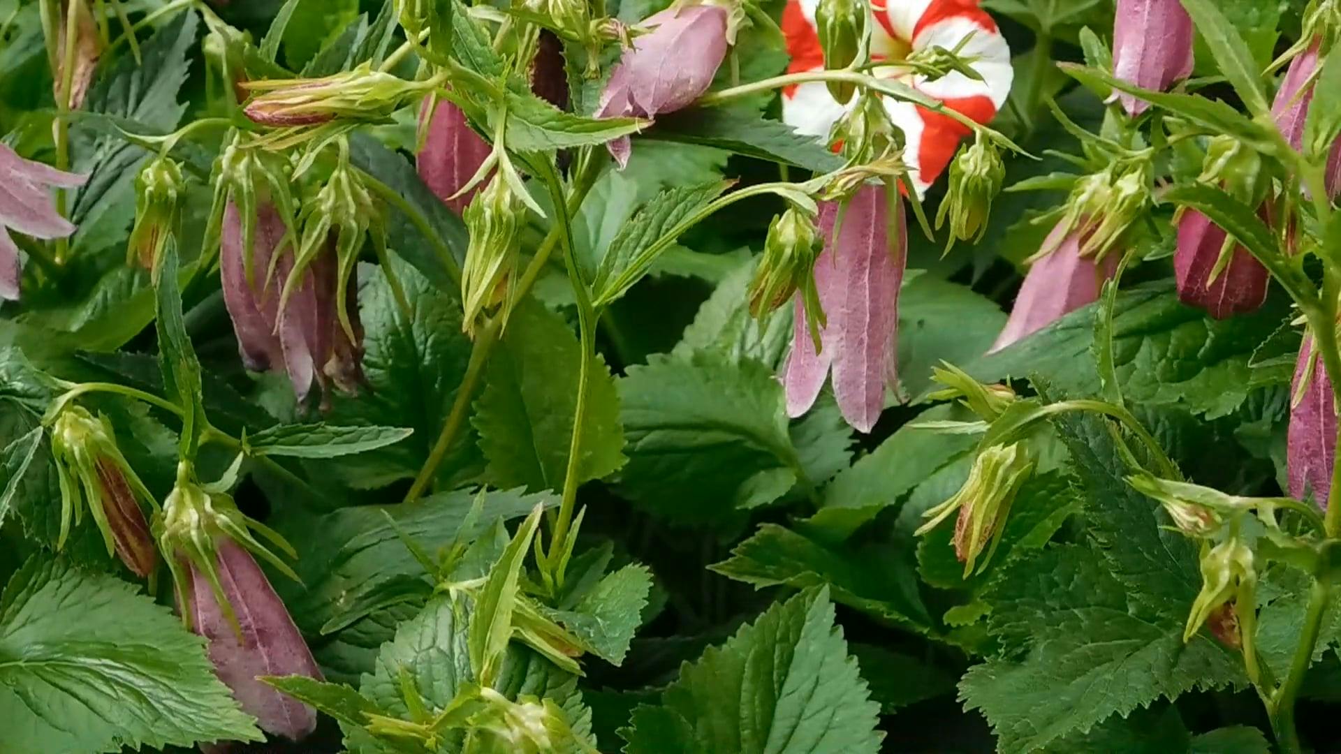 Petunia Kuka Videos, Download The BEST Free 4k Stock Video Footage ...