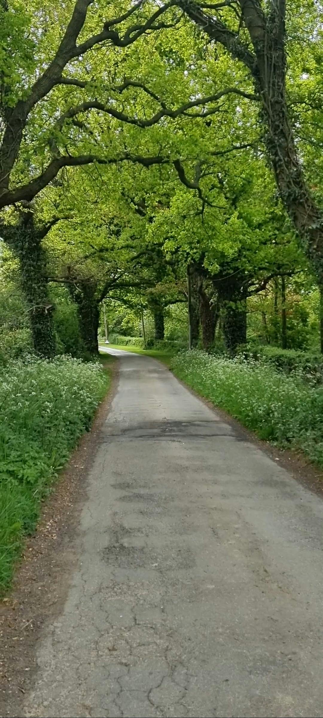 Footpath Among Trees Free Stock Video Footage, Royalty-Free 4K & HD ...