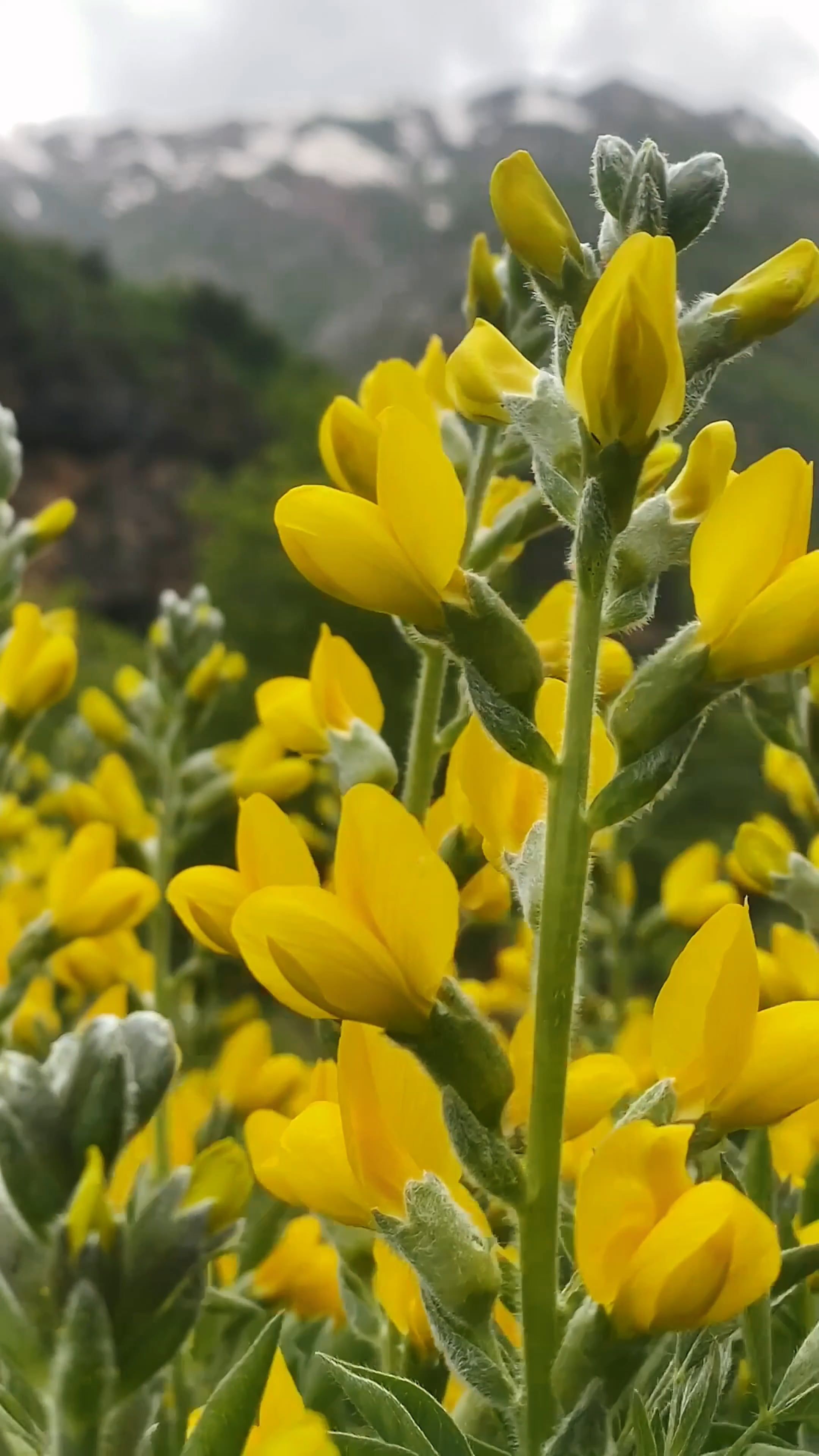 Flowers Swaying in the Breeze Free Stock Video Footage, Royalty-Free 4K ...