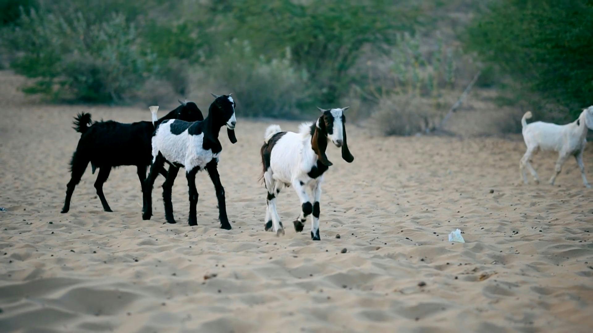 Wind Animals Videos, Download The BEST Free 4k Stock Video Footage ...