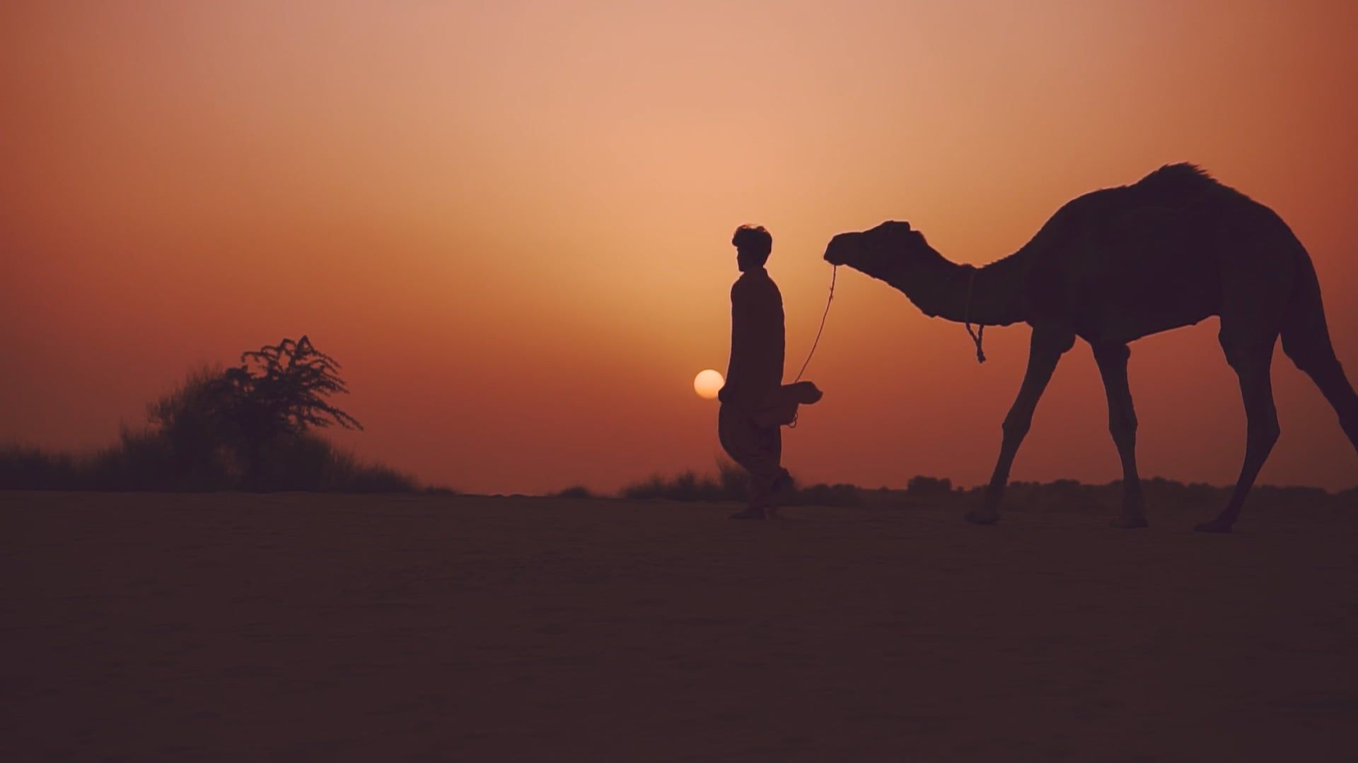 Silhouette of Person Leading Camel Free Stock Video Footage, Royalty ...