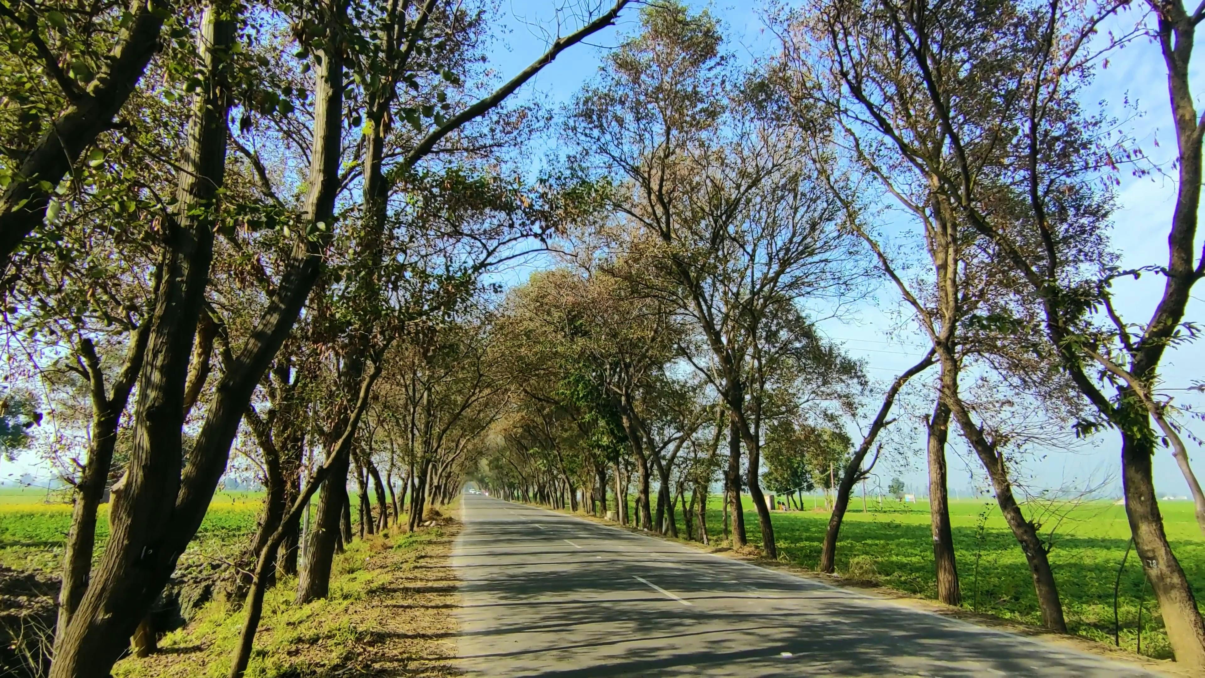 Traffic on a Tree Lined Road Free Stock Video Footage, Royalty-Free 4K ...