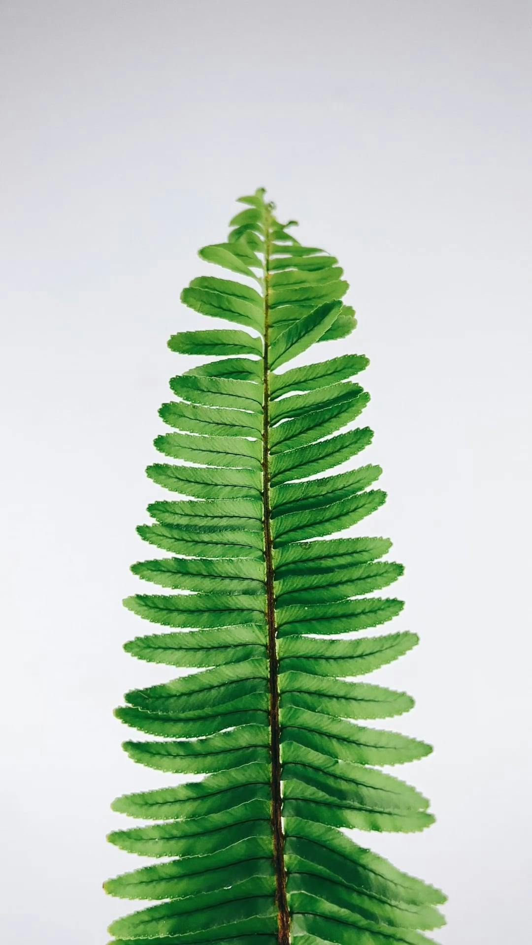 Fern Anatomy Videos, Download The BEST Free 4k Stock Video Footage ...