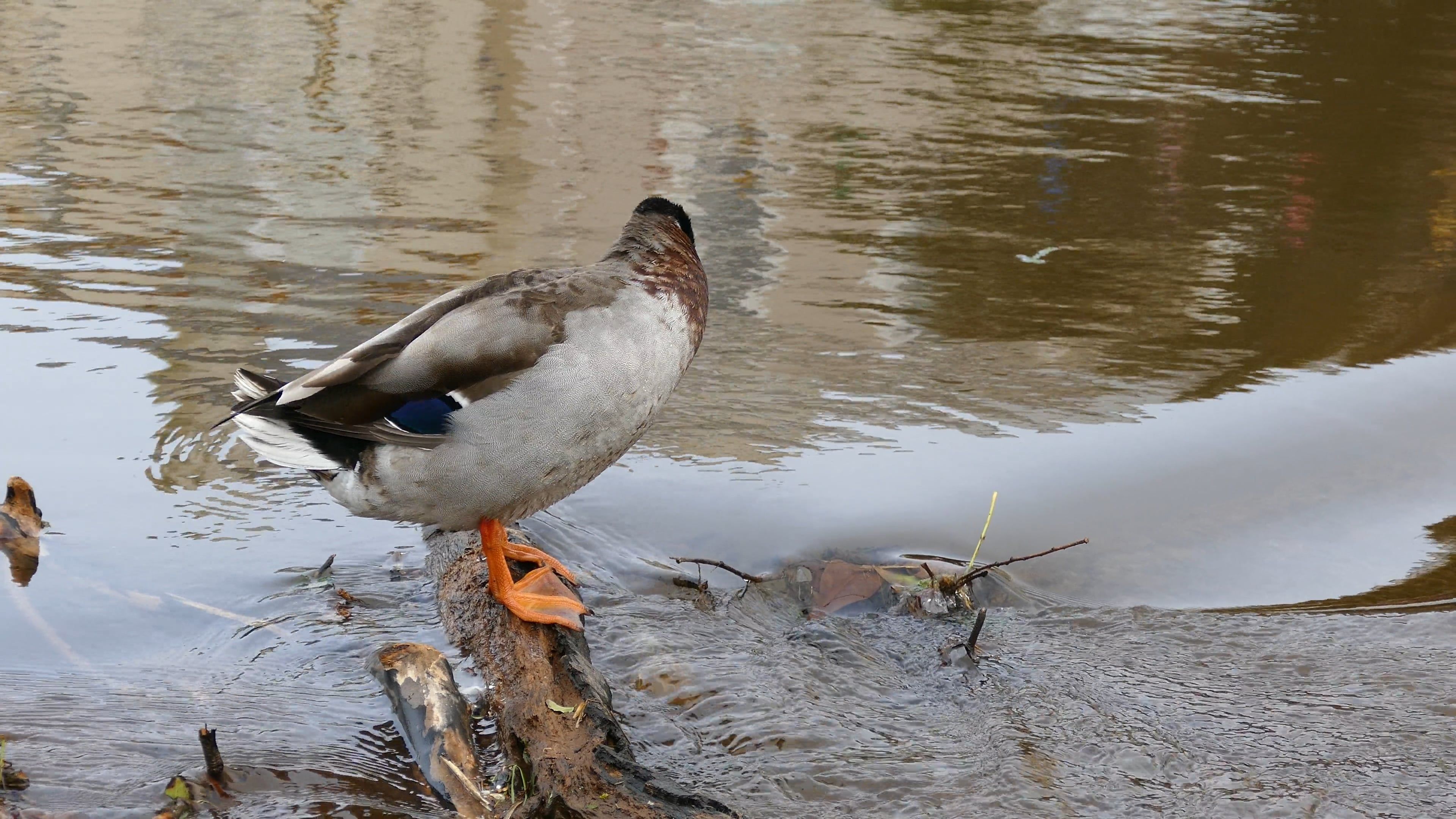 A Mallard Duck Grooming its Feathers Free Stock Video Footage, Royalty ...