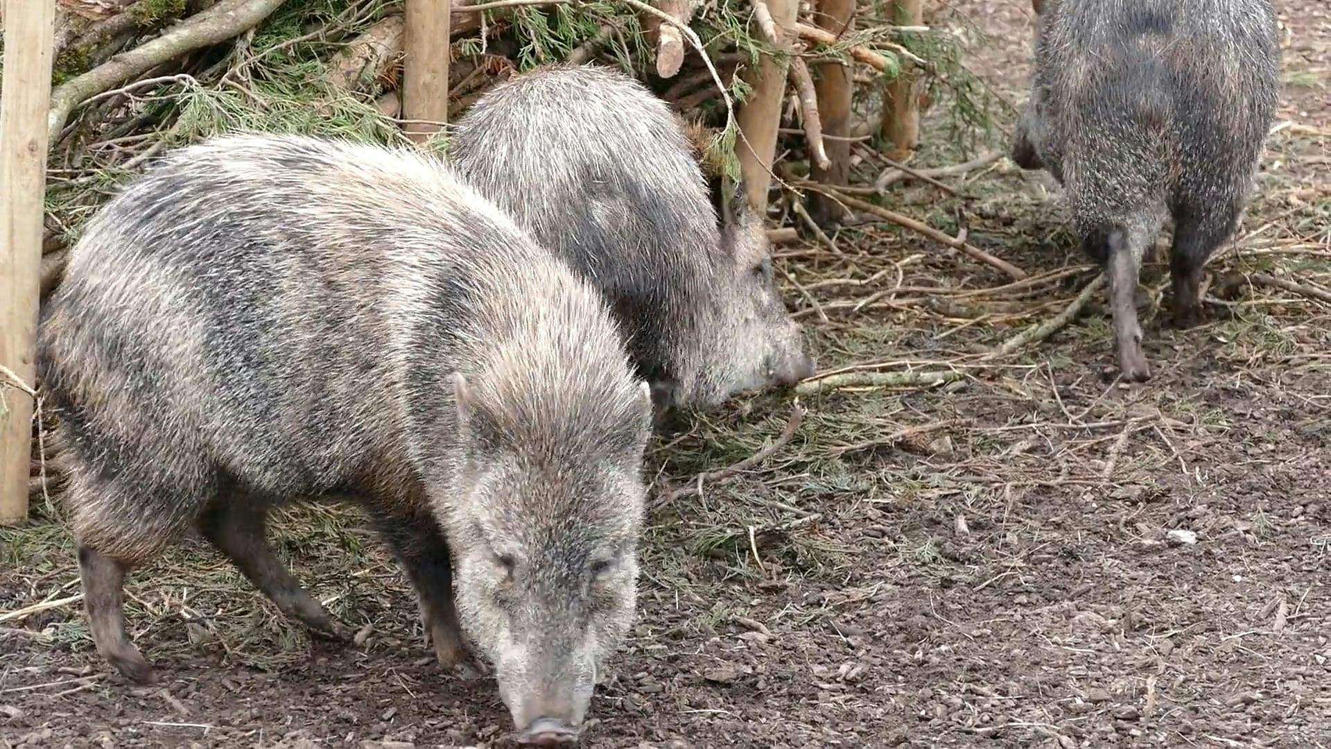Vídeo profissional gratuito de animais selvagens, animal selvagem, ao ...