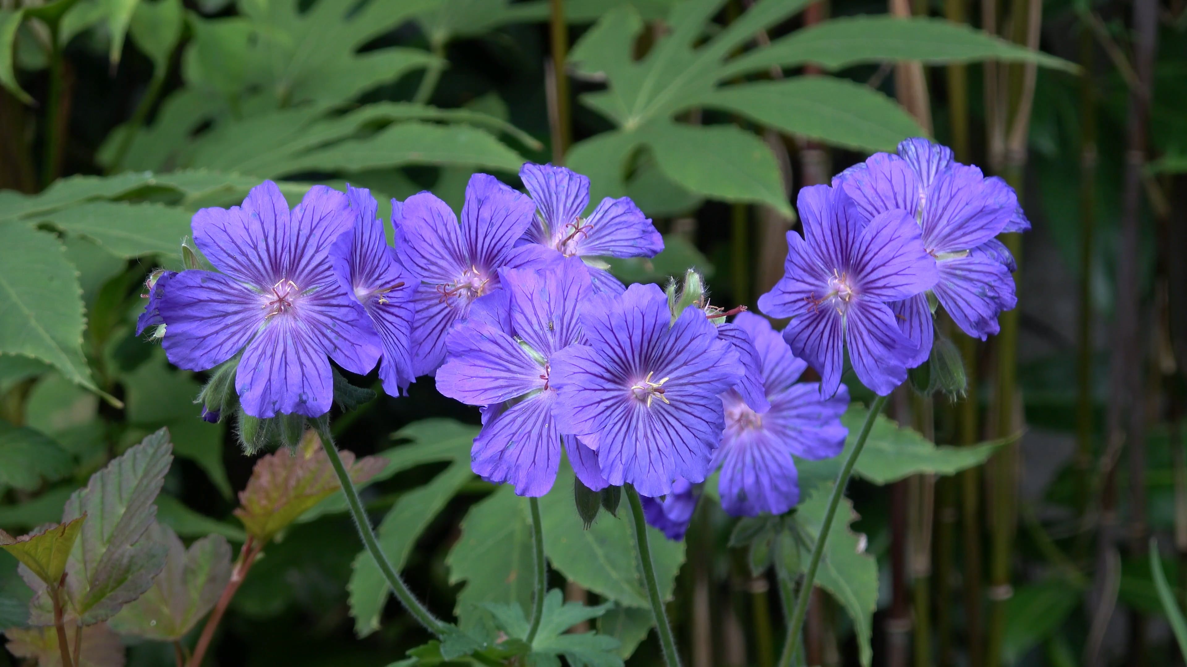 Close-up View of Blue Flowers Free Stock Video Footage, Royalty-Free 4K ...