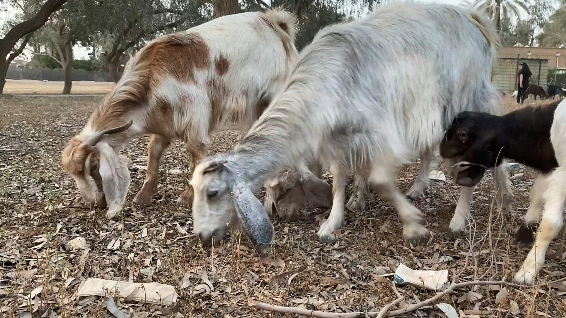 Vídeo profissional gratuito de agricultura, alimentando, ambiente ...