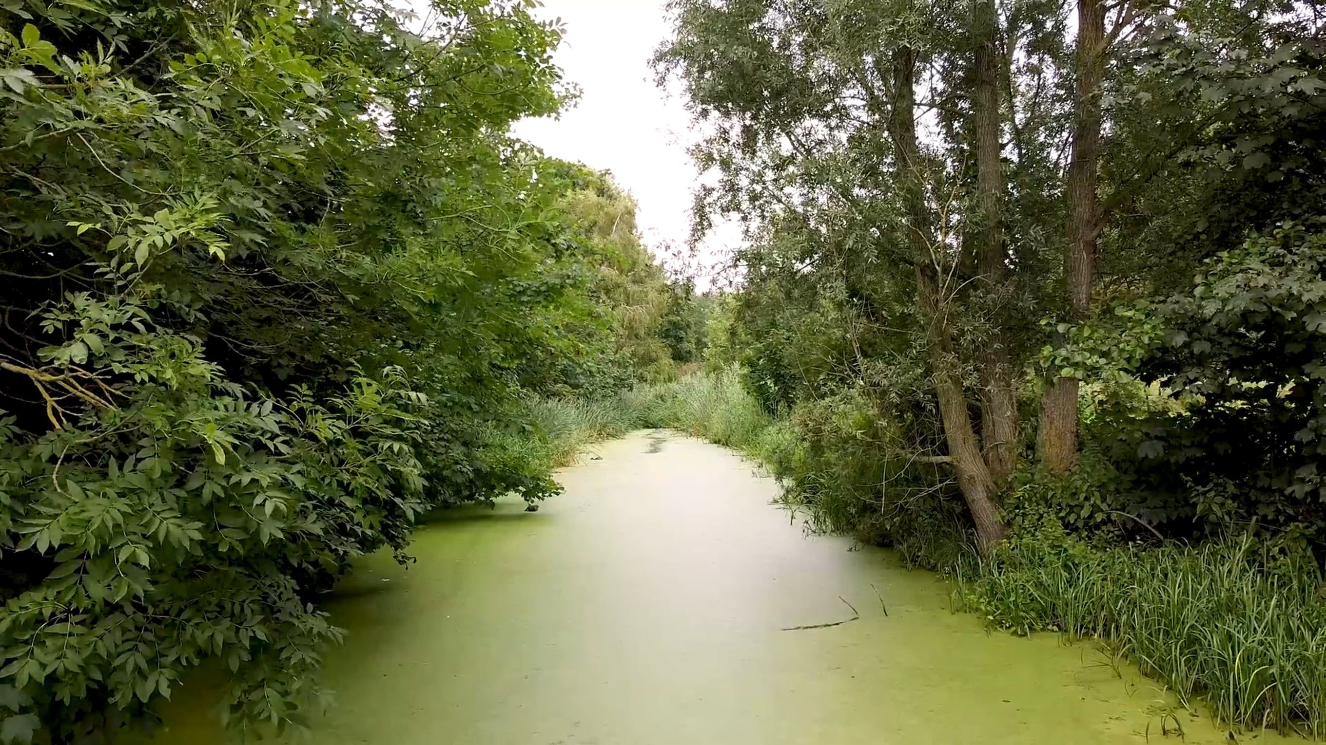 Drone Footage of a River in Between Trees Free Stock Video Footage ...