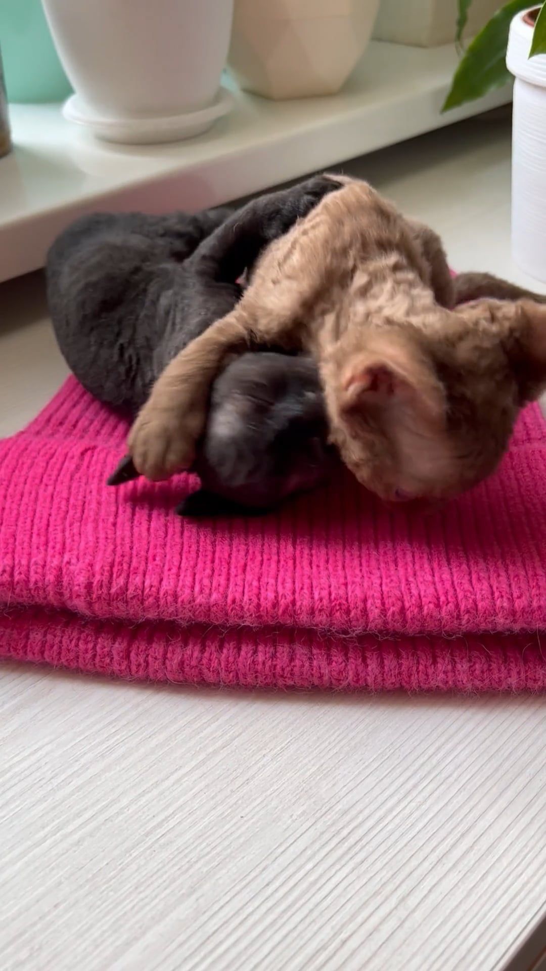 Close up of Kittens Playing Free Stock Video Footage, Royalty-Free 4K ...