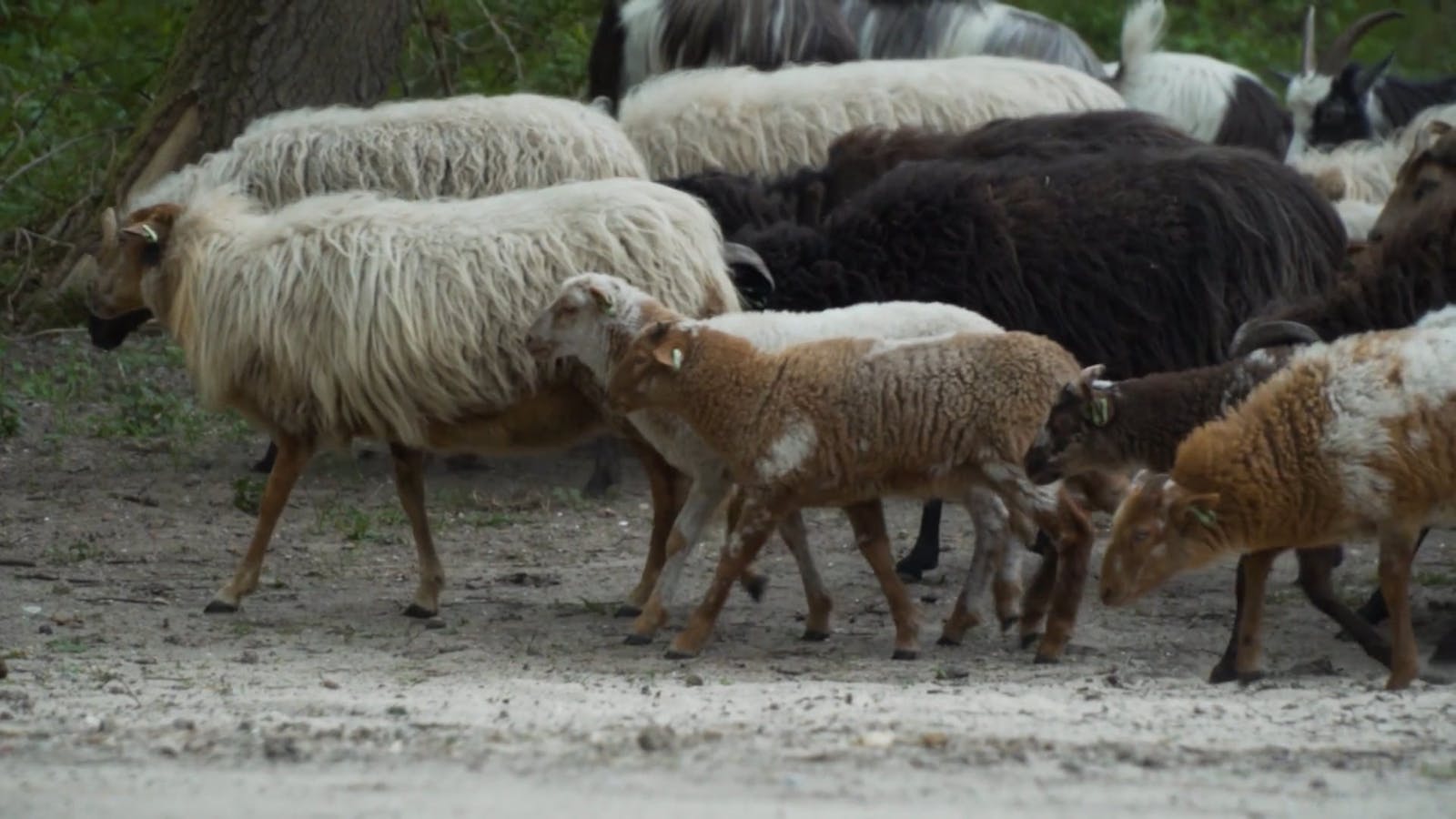 4,000+ Best Farms Videos · 100% Free Download · Pexels Stock Videos