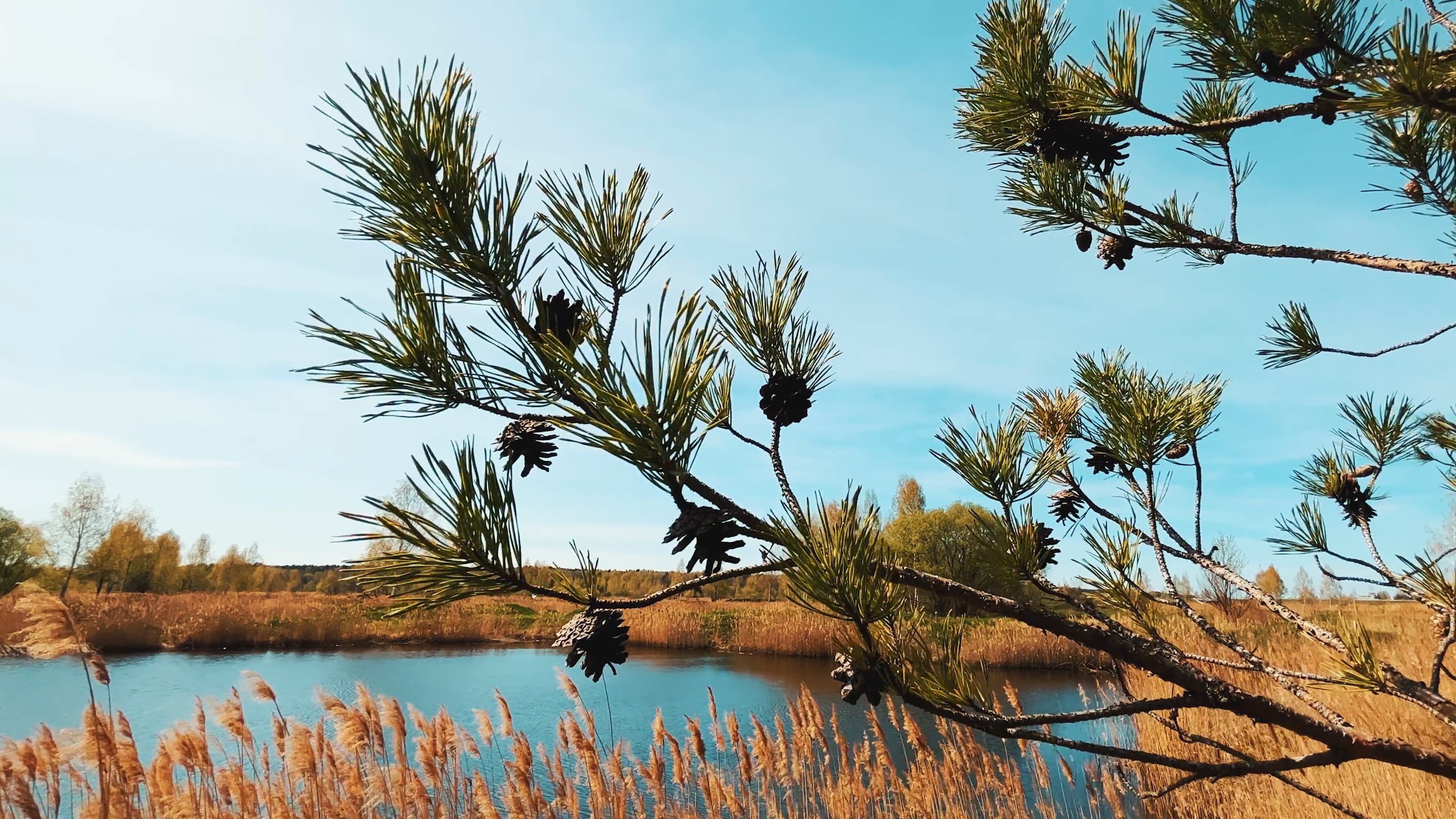 Waving Twigs above Lake Free Stock Video Footage, Royalty-Free 4K & HD ...