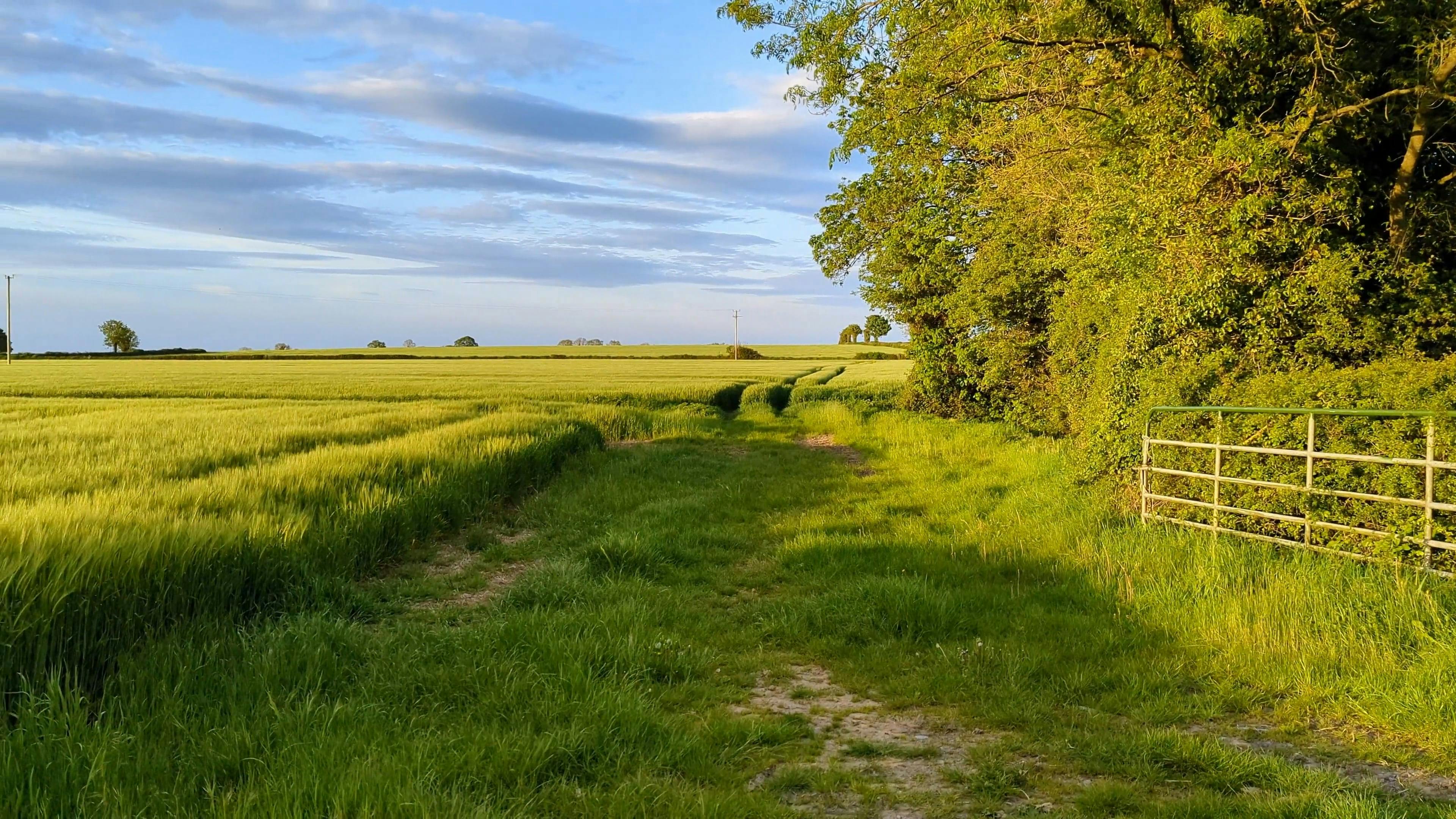 A Cropland During Morning Free Stock Video Footage, Royalty-Free 4K ...