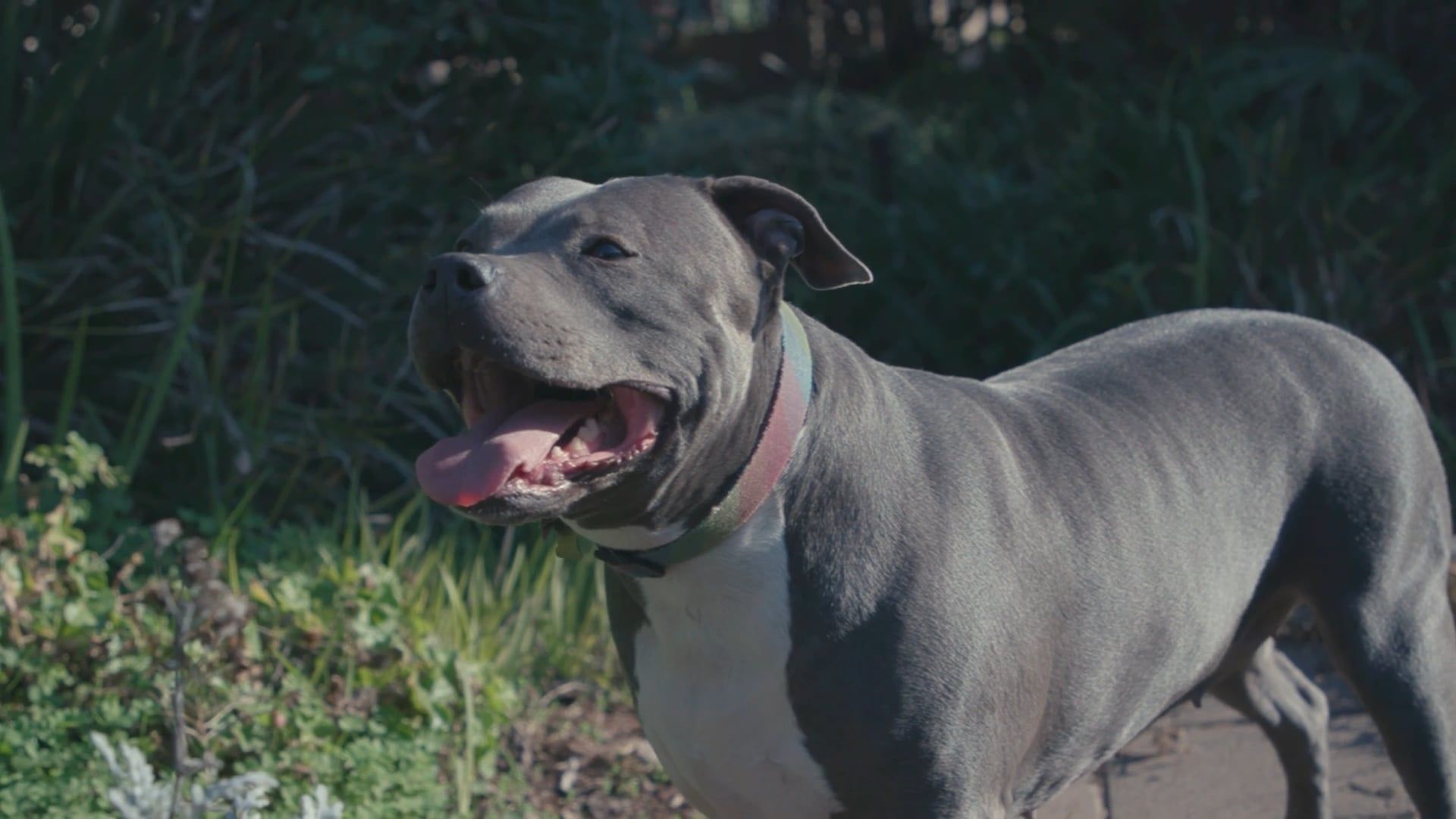 A Grey Pitbull Chasing a Ball in a Garden Free Stock Video Footage ...