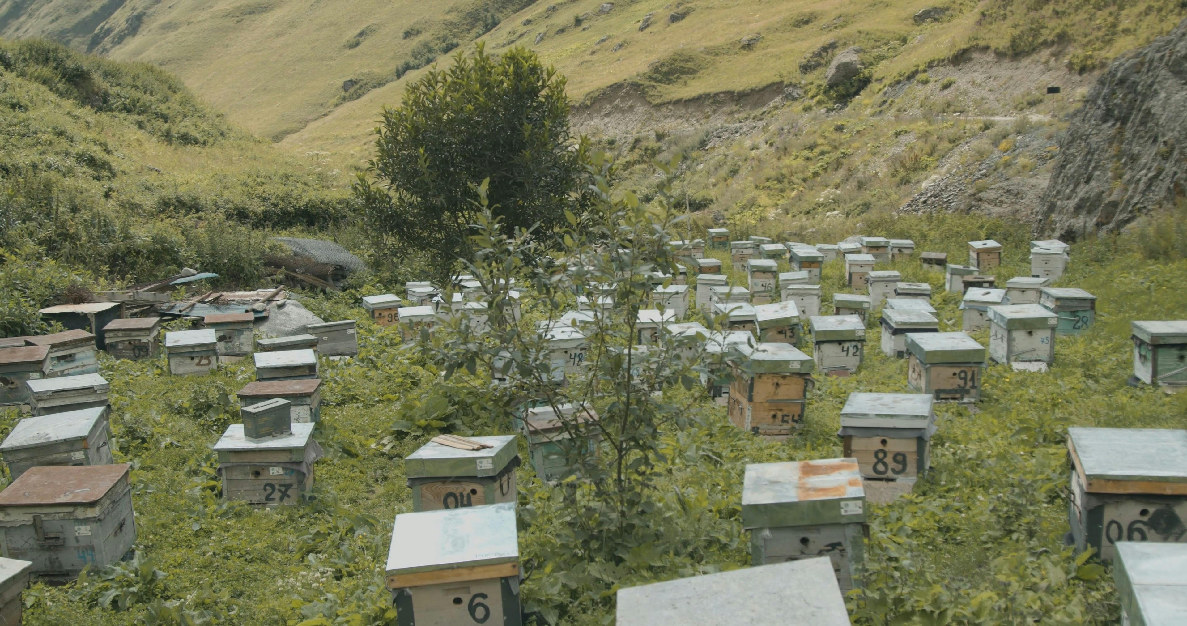 Beehives Animated Videos, Download The BEST Free 4k Stock Video Footage ...