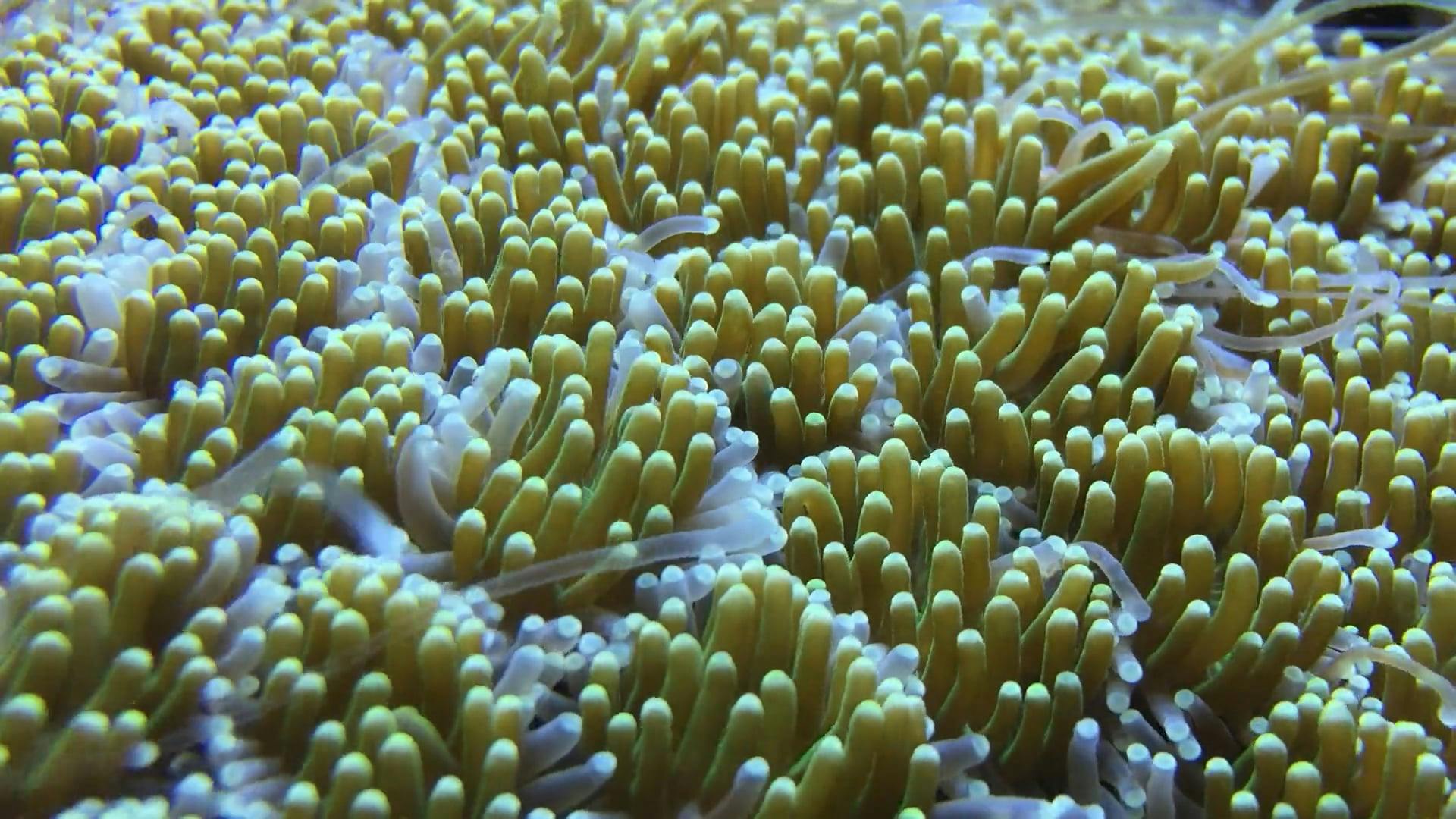 Close-up View of Sea Life Free Stock Video Footage, Royalty-Free 4K ...