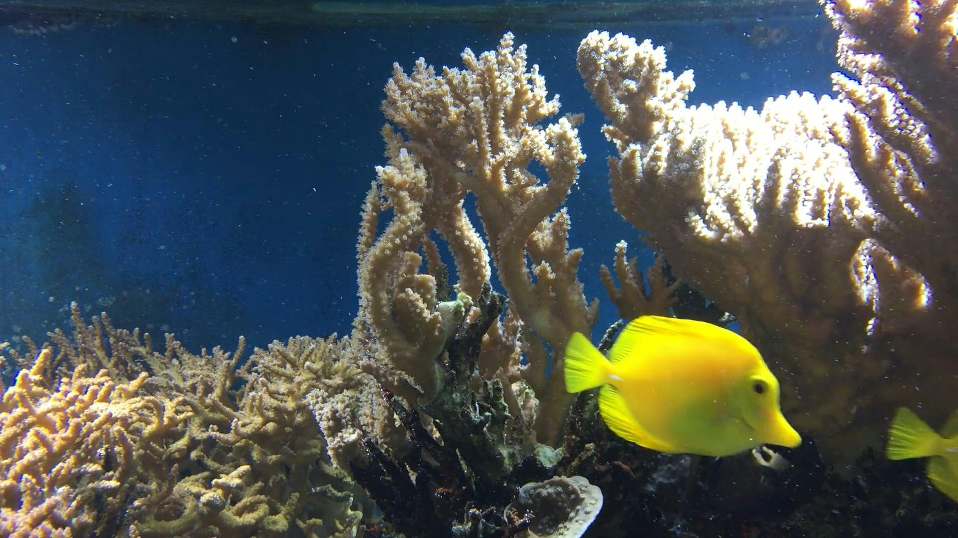 Colorful Marine Fishes Inside An Aquarium Free Stock Video Footage ...