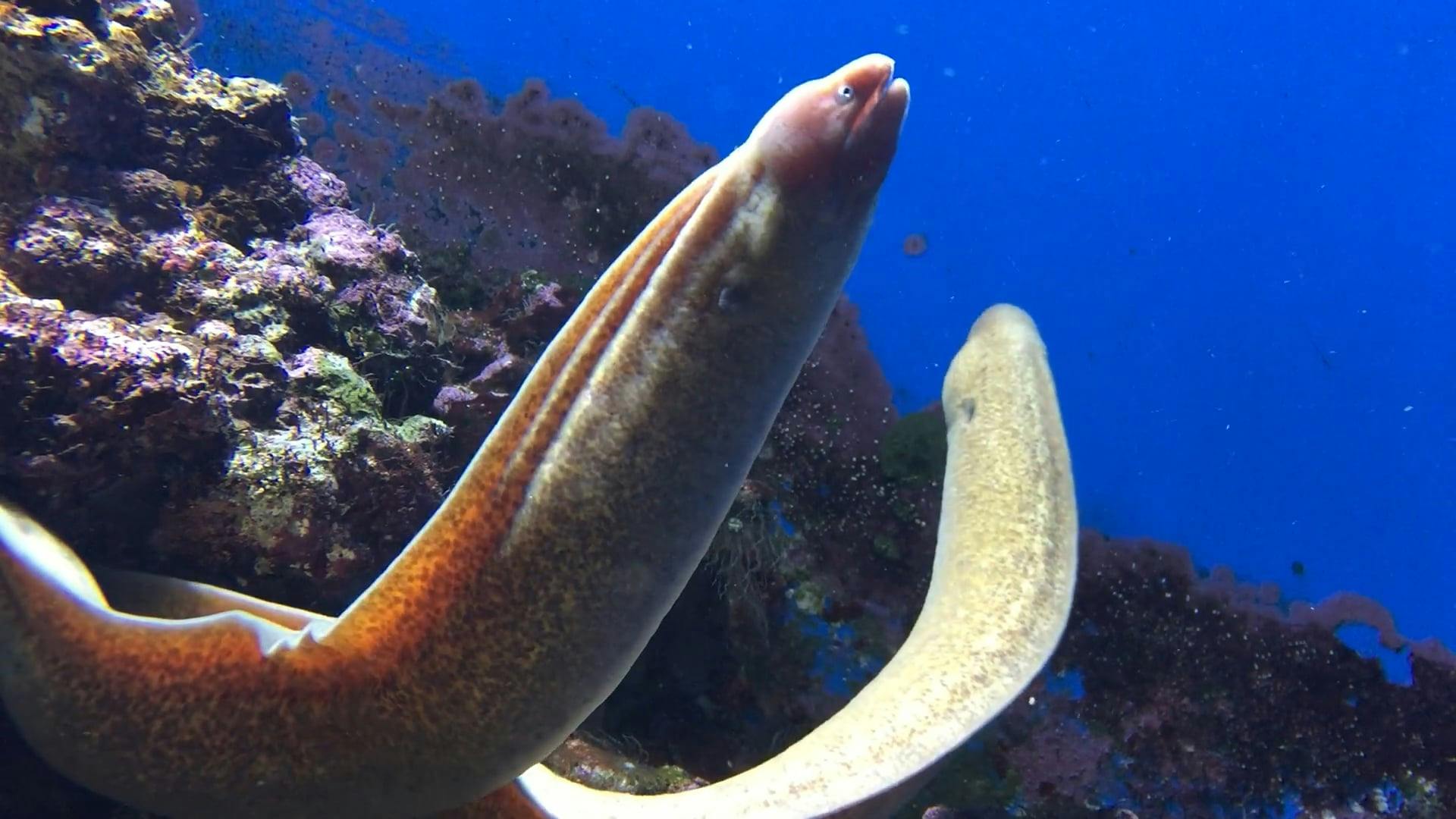 Animals on Sea Bottom Free Stock Video Footage, Royalty-Free 4K & HD ...