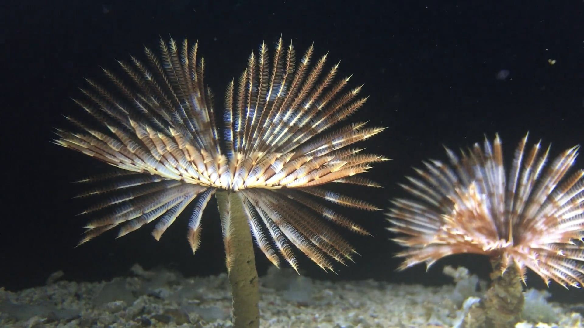 Sediment Sampler Oceanography Videos, Download The BEST Free 4k Stock ...