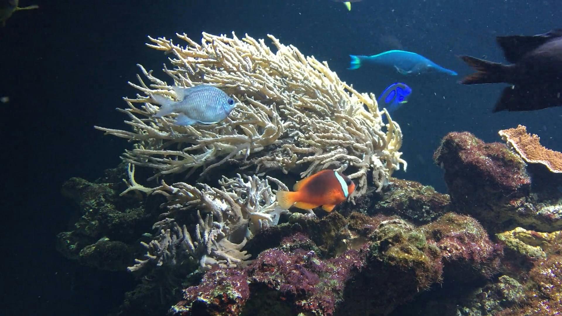 Colorful Marine Fishes Inside An Aquarium Free Stock Video Footage ...