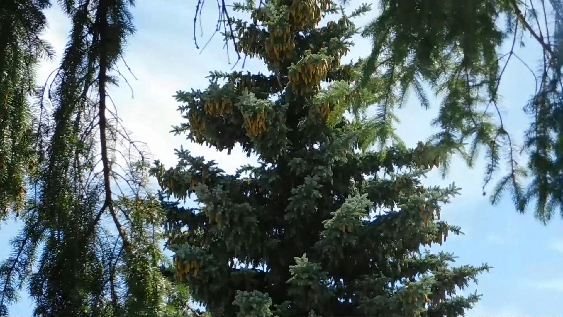 Forest background video Free Stock Video Footage, Royalty-Free 4K & HD ...