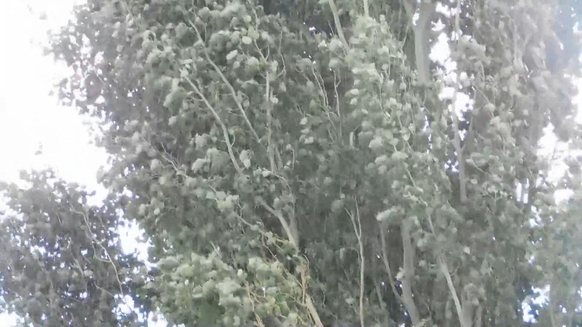 Video Of Trees Free Stock Video Footage, Royalty-Free 4K & HD Video Clip