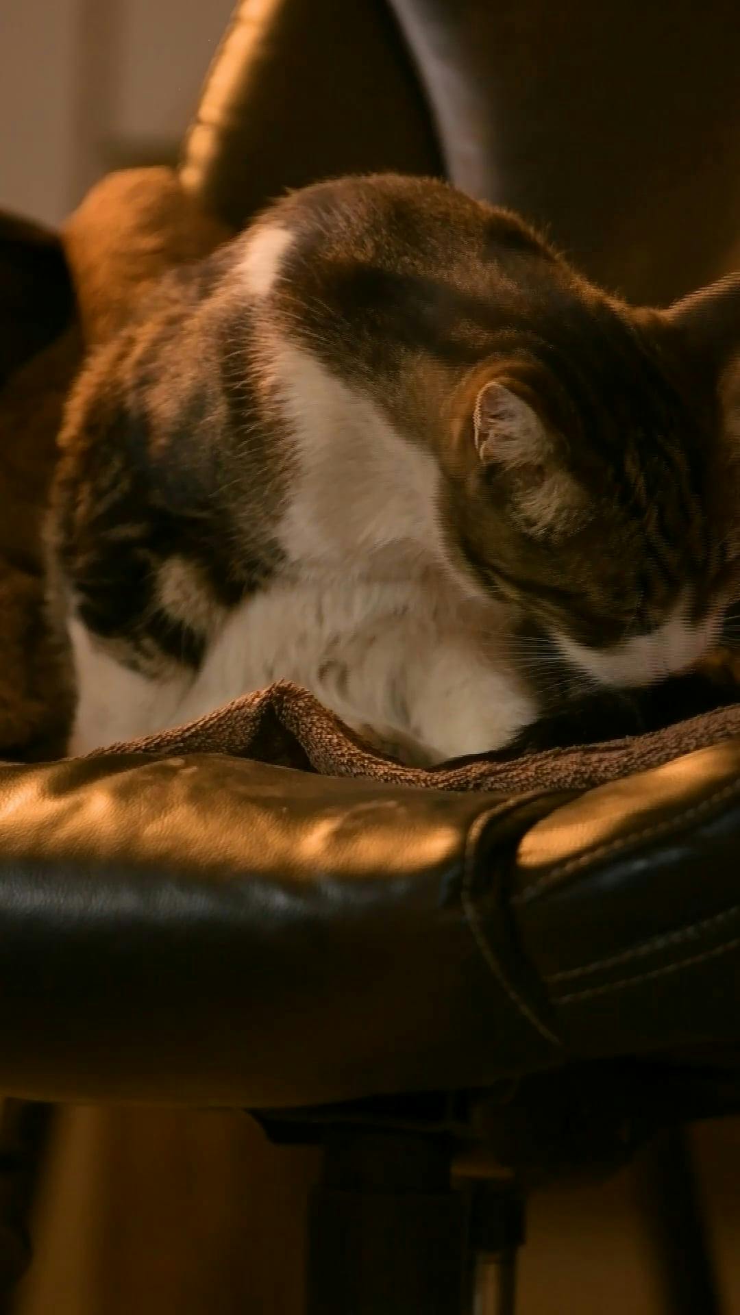 Cat Cleaning Itself on Armchair Free Stock Video Footage, Royalty-Free ...