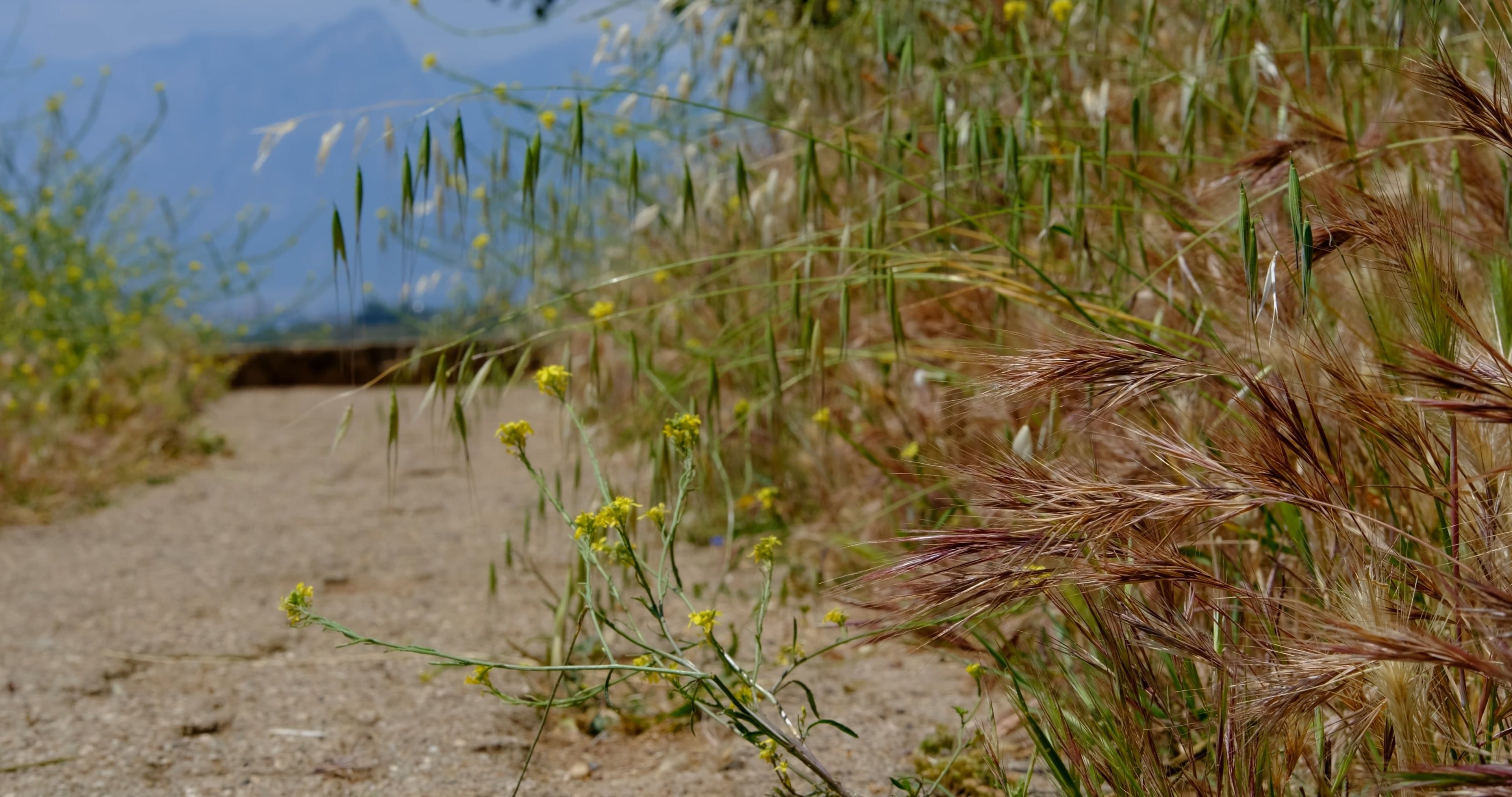 Close up of Weeds Swaying in the Wind Free Stock Video Footage, Royalty ...