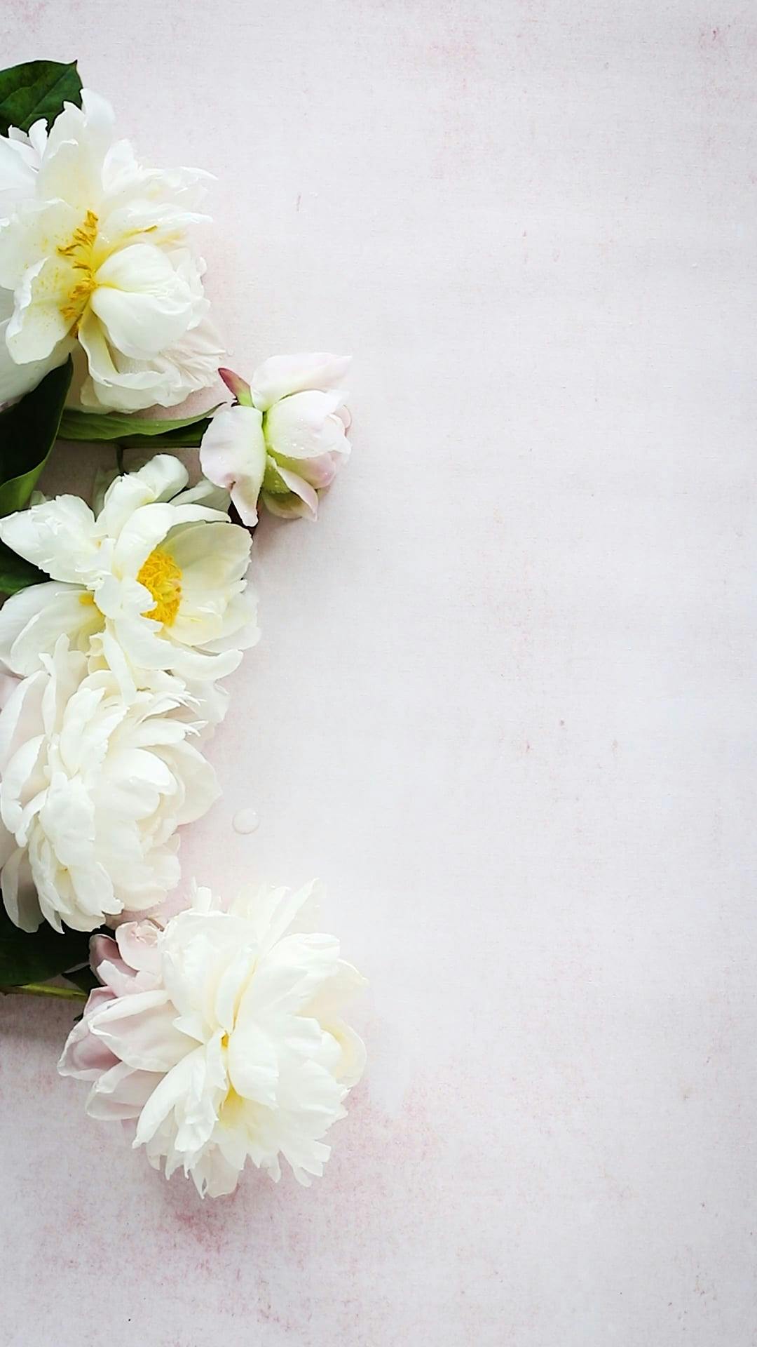 Summer Perfume Background Videos, Download The BEST Free 4k Stock Video ...