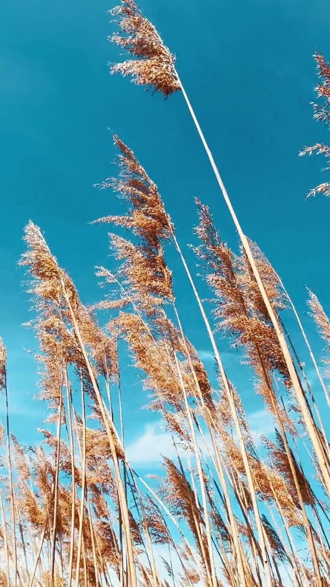 Grass in Wind against Storm Cloud Free Stock Video Footage, Royalty ...