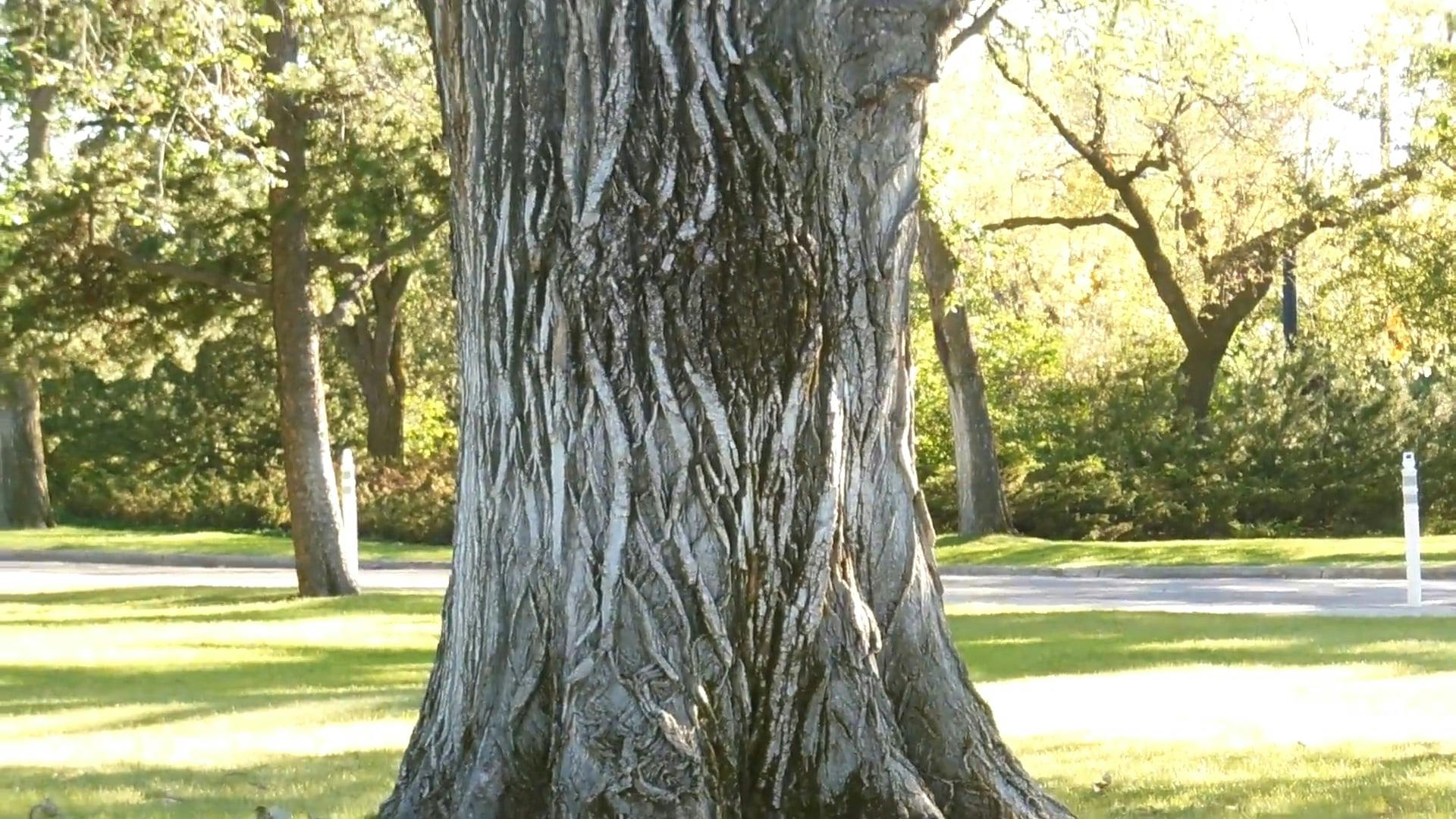 One Tall Tree Free Stock Video Footage, Royalty-Free 4K & HD Video Clip