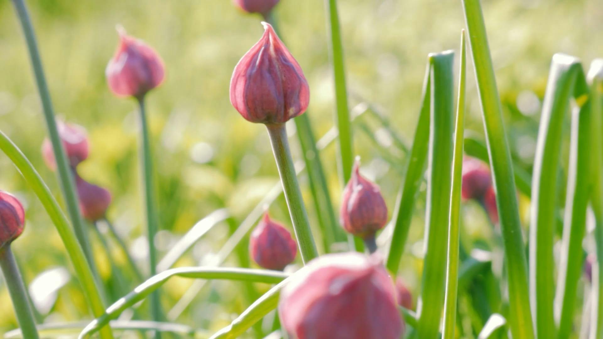 Flowers Waving on Wind Free Stock Video Footage, Royalty-Free 4K & HD ...