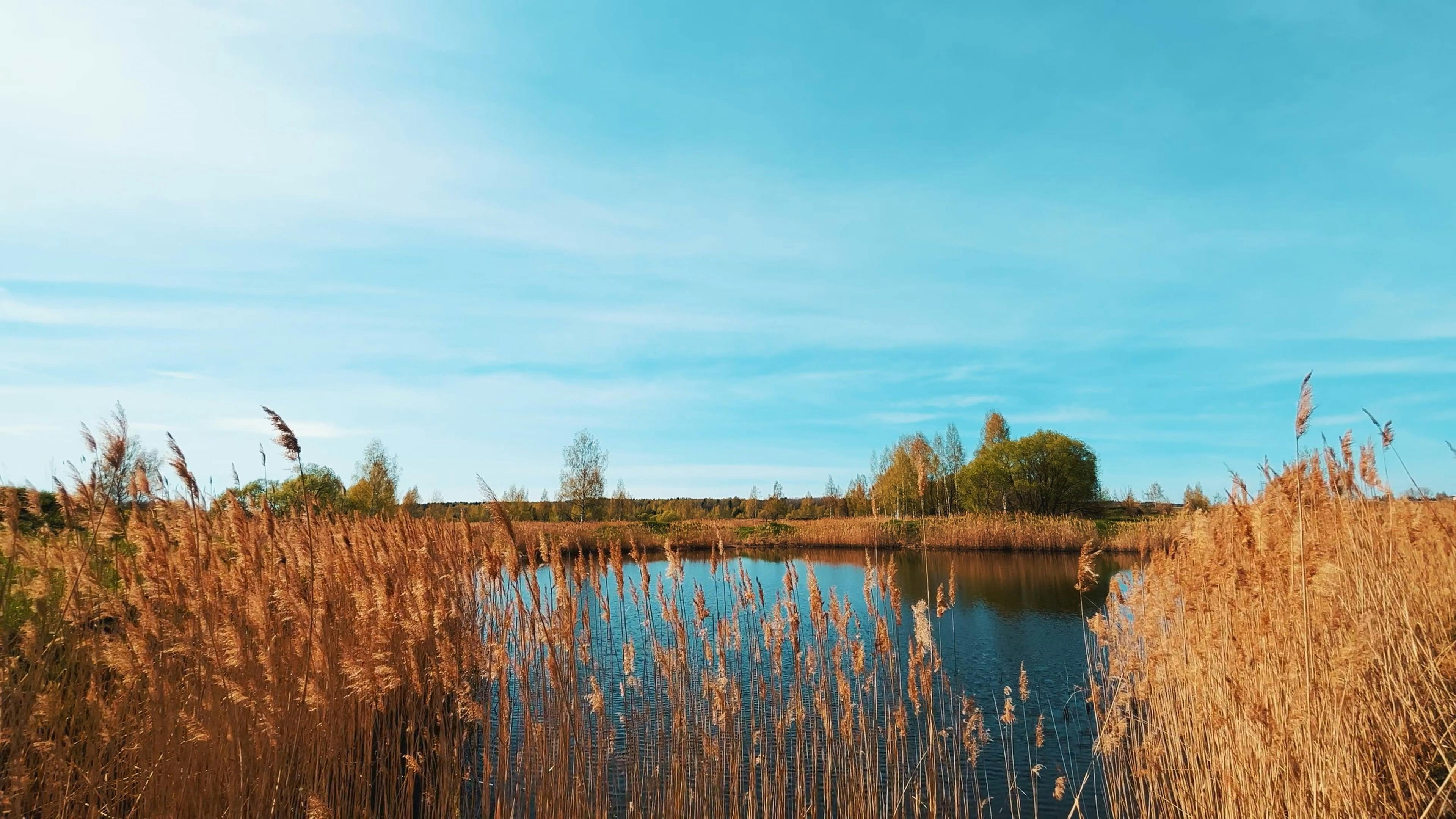 Rushes on Pond Free Stock Video Footage, Royalty-Free 4K & HD Video Clip