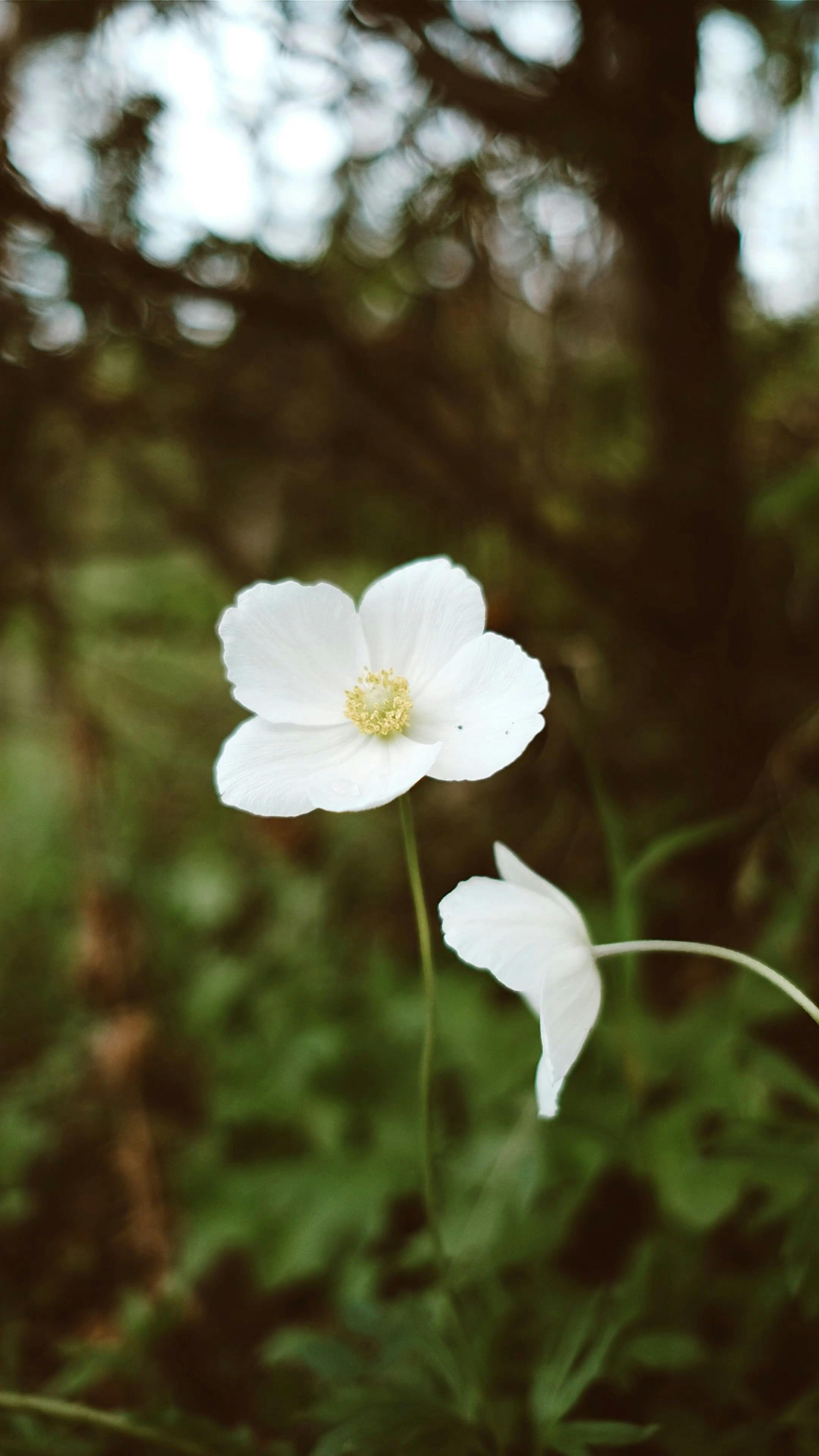 A Woman Removing the Petals of a Flower Free Stock Video Footage ...