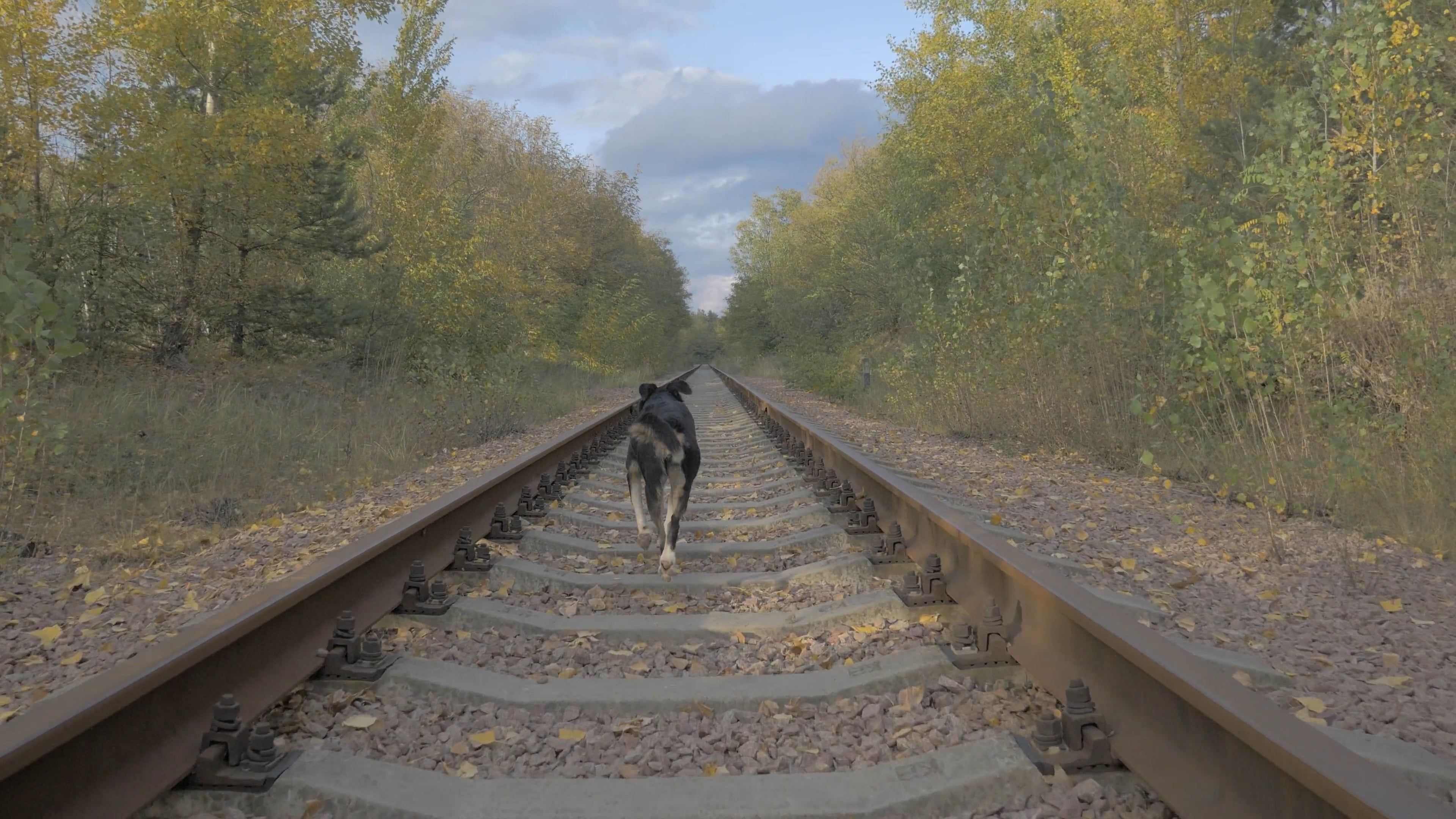 Dog Running on Railway Free Stock Video Footage, Royalty-Free 4K & HD ...
