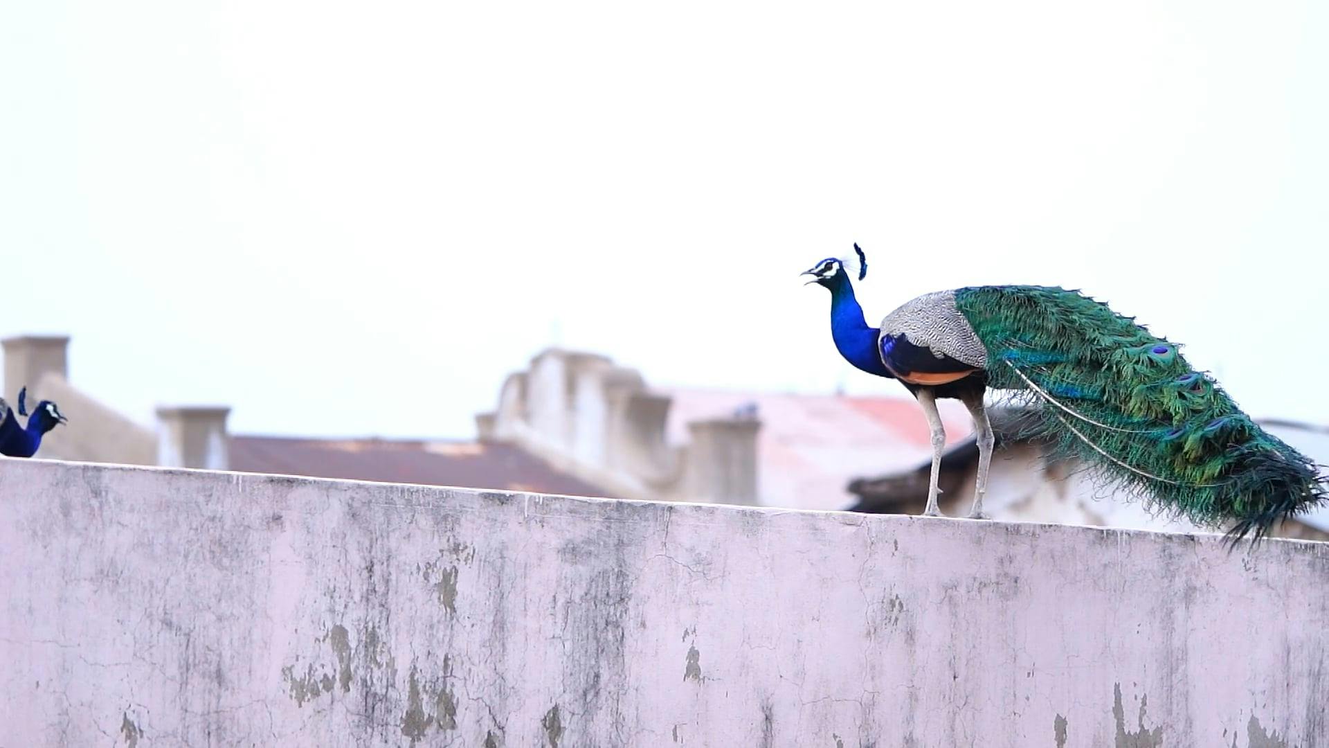 Biodiversity Terrace Videos, Download The BEST Free 4k Stock Video ...