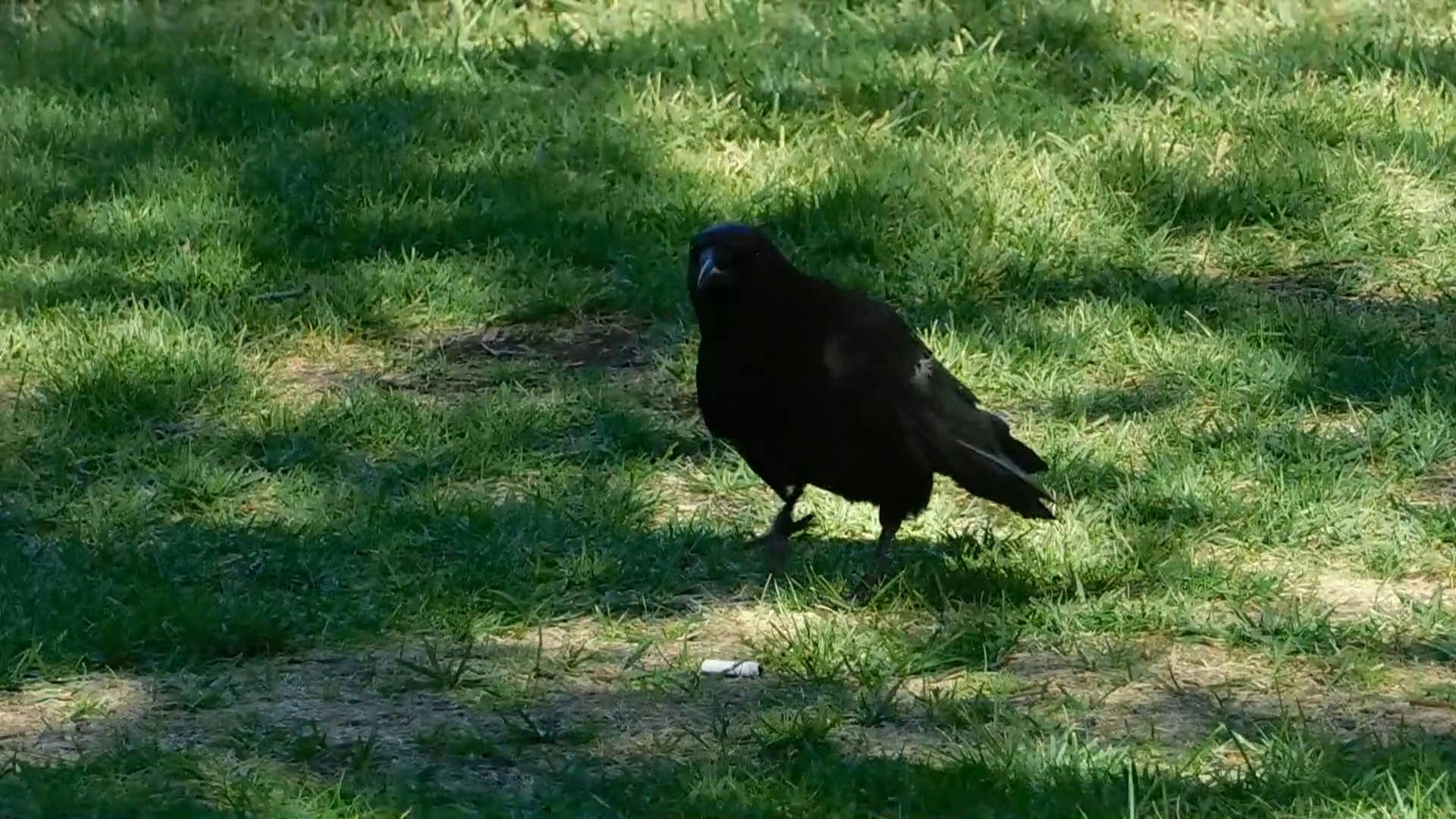 Close-Up Video Of Crow On Grass · Free Stock Video