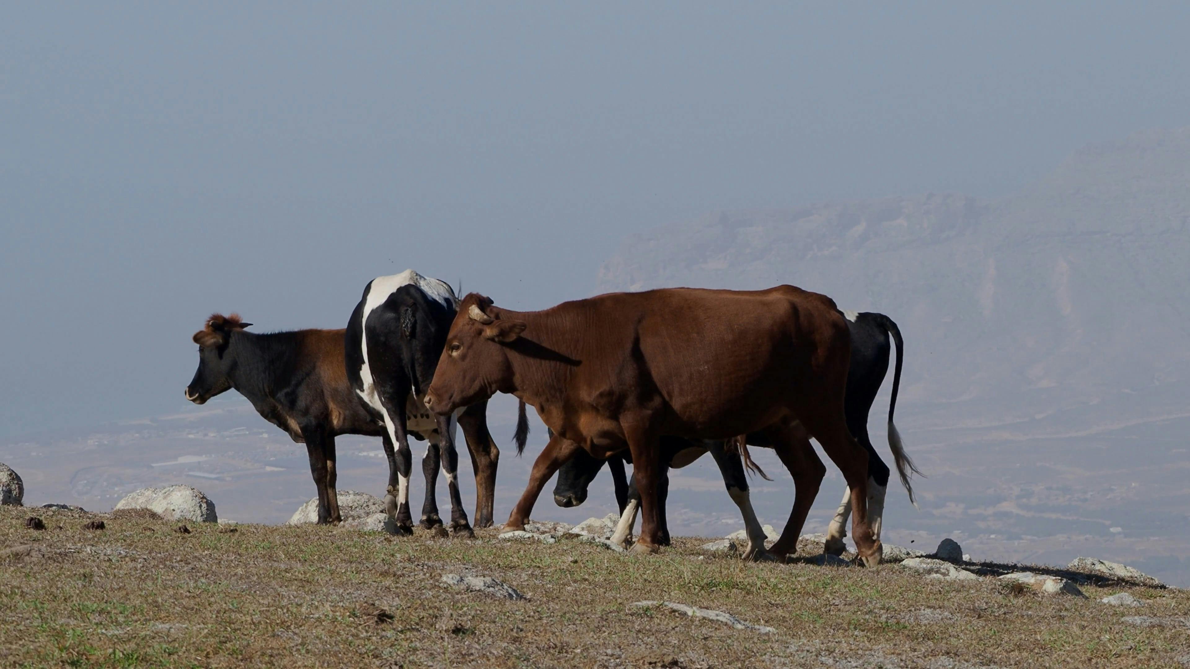 Cows and Rocks Free Stock Video Footage, Royalty-Free 4K & HD Video Clip