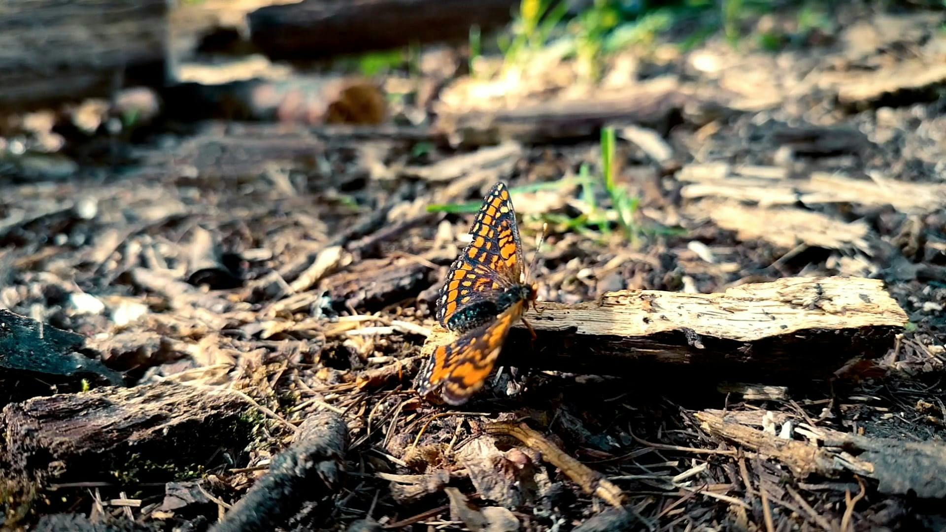 Moving Butterflies Videos, Download The BEST Free 4k Stock Video ...