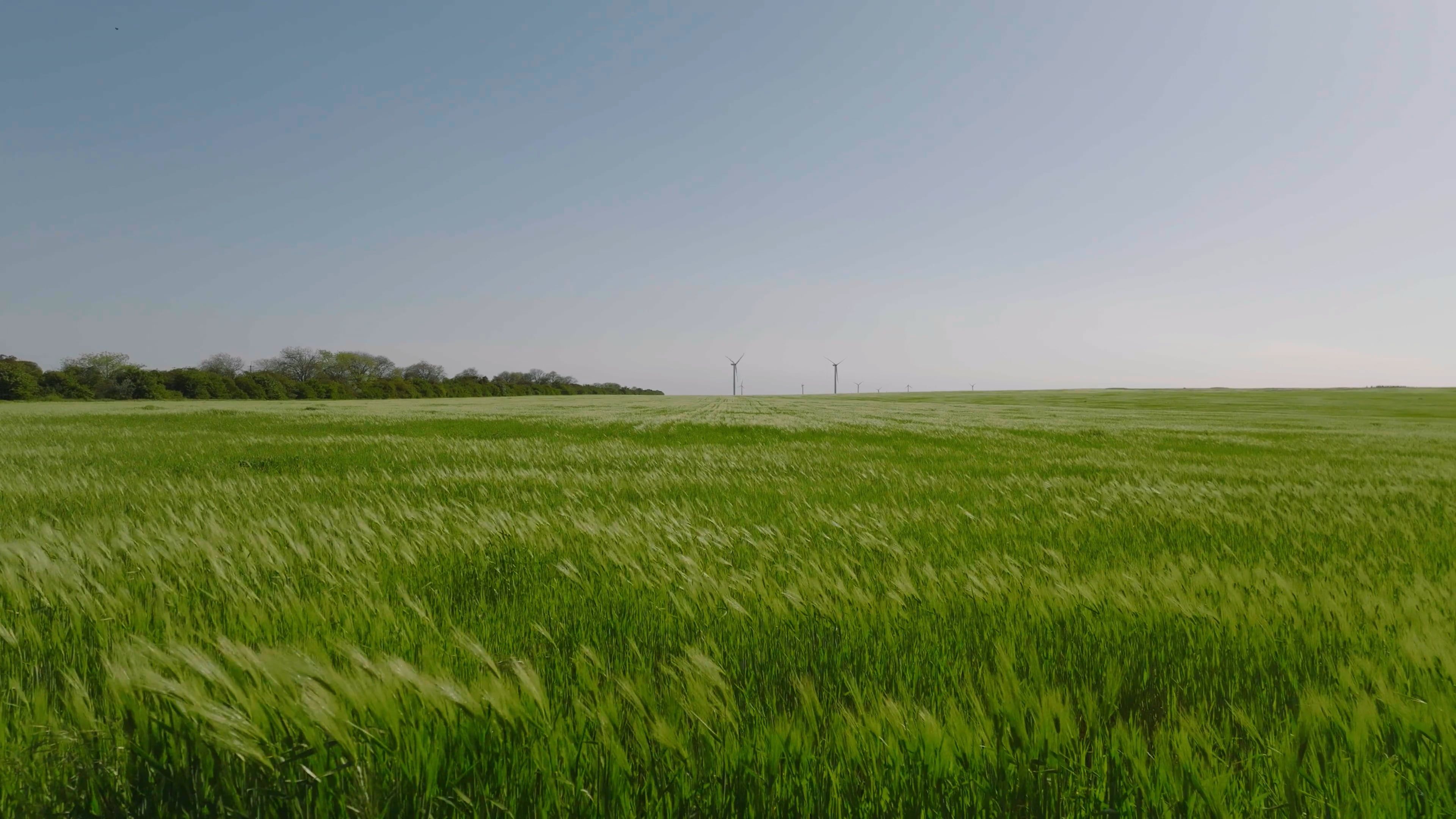 Wind over Field Free Stock Video Footage, Royalty-Free 4K & HD Video Clip