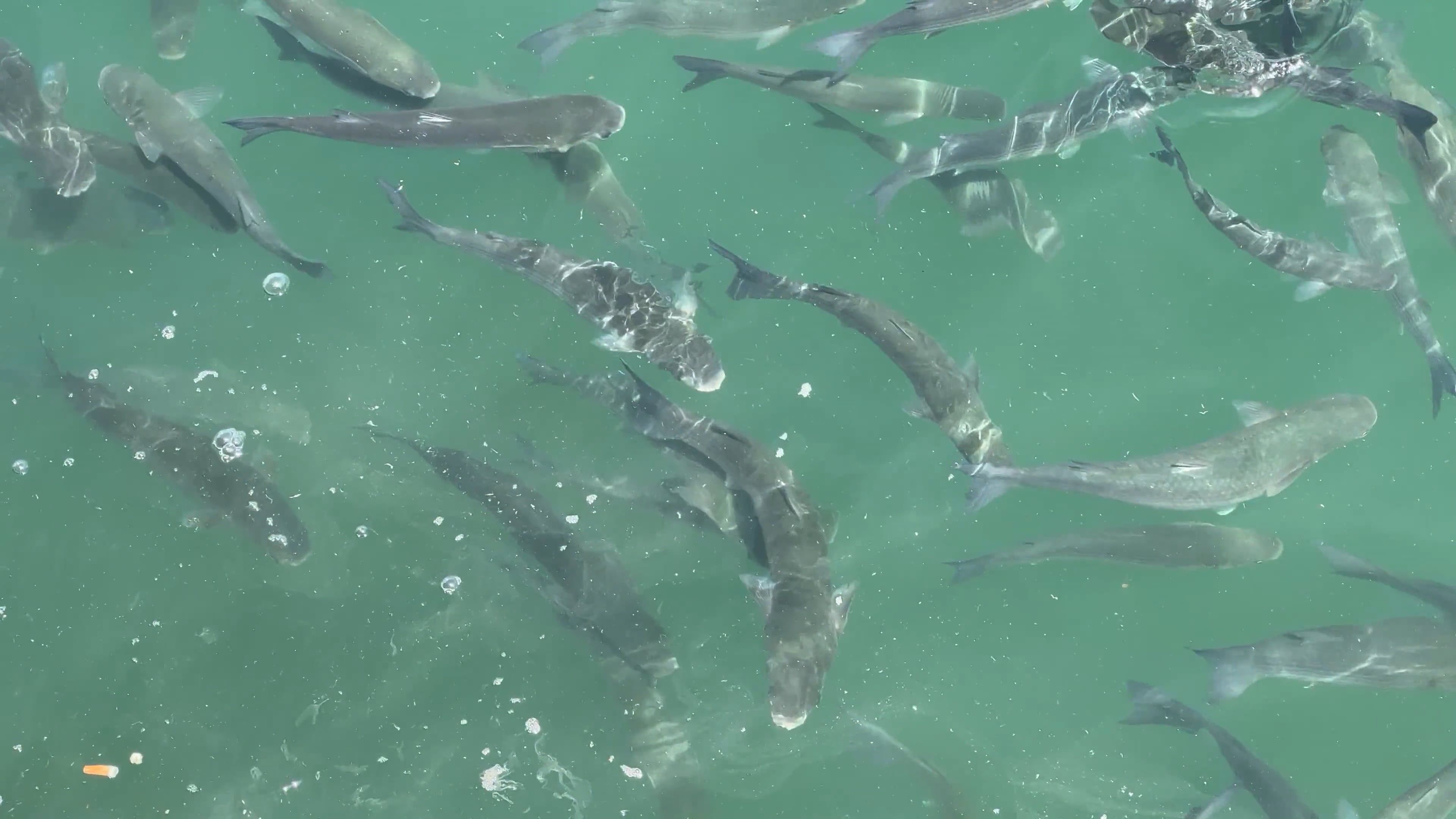 A Shoal of Fish Swimming in a Body of Water Free Stock Video Footage ...